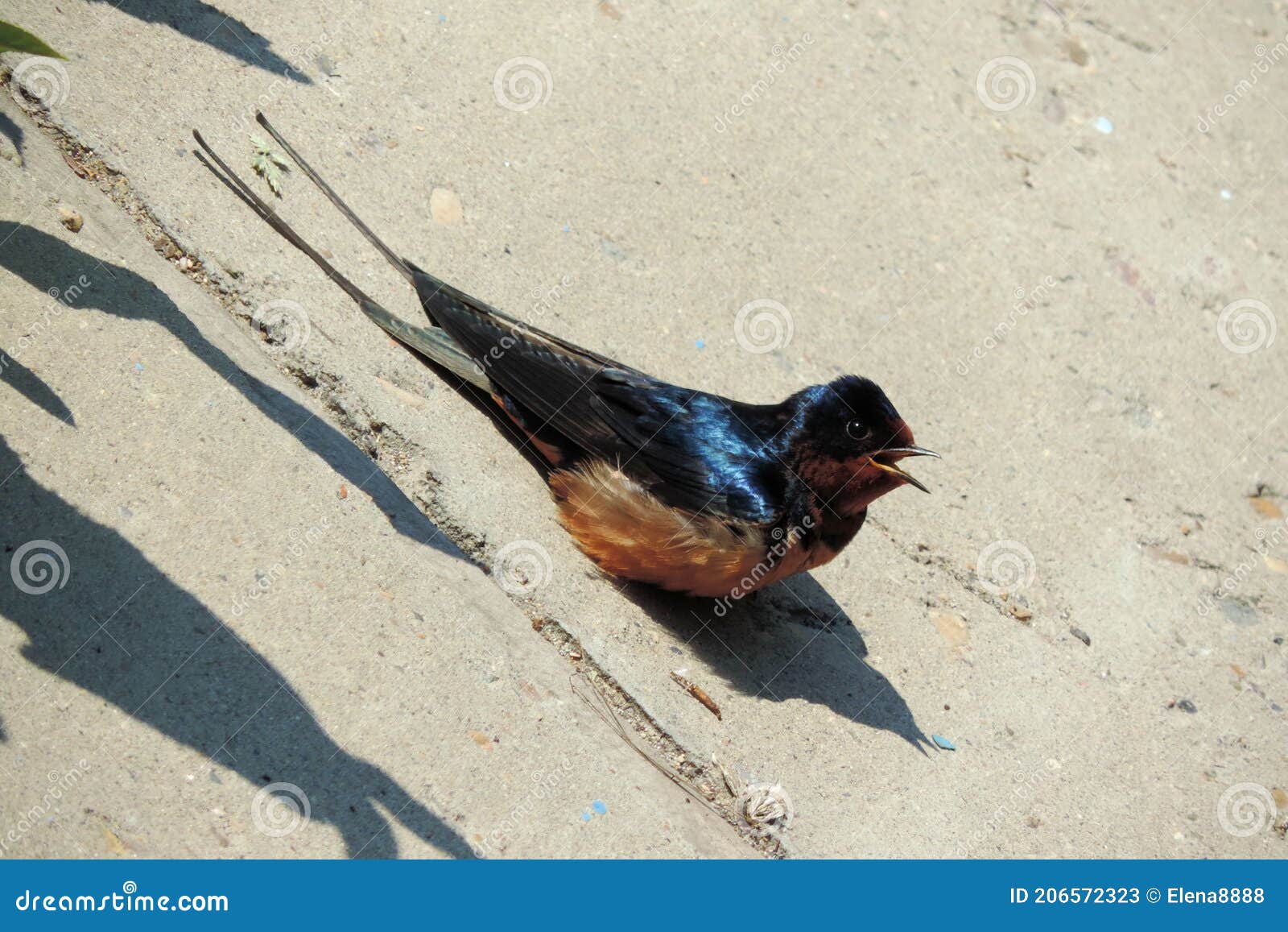 Bird Swallow Sitting on a Concrete Surface Stock Image - Image of ...