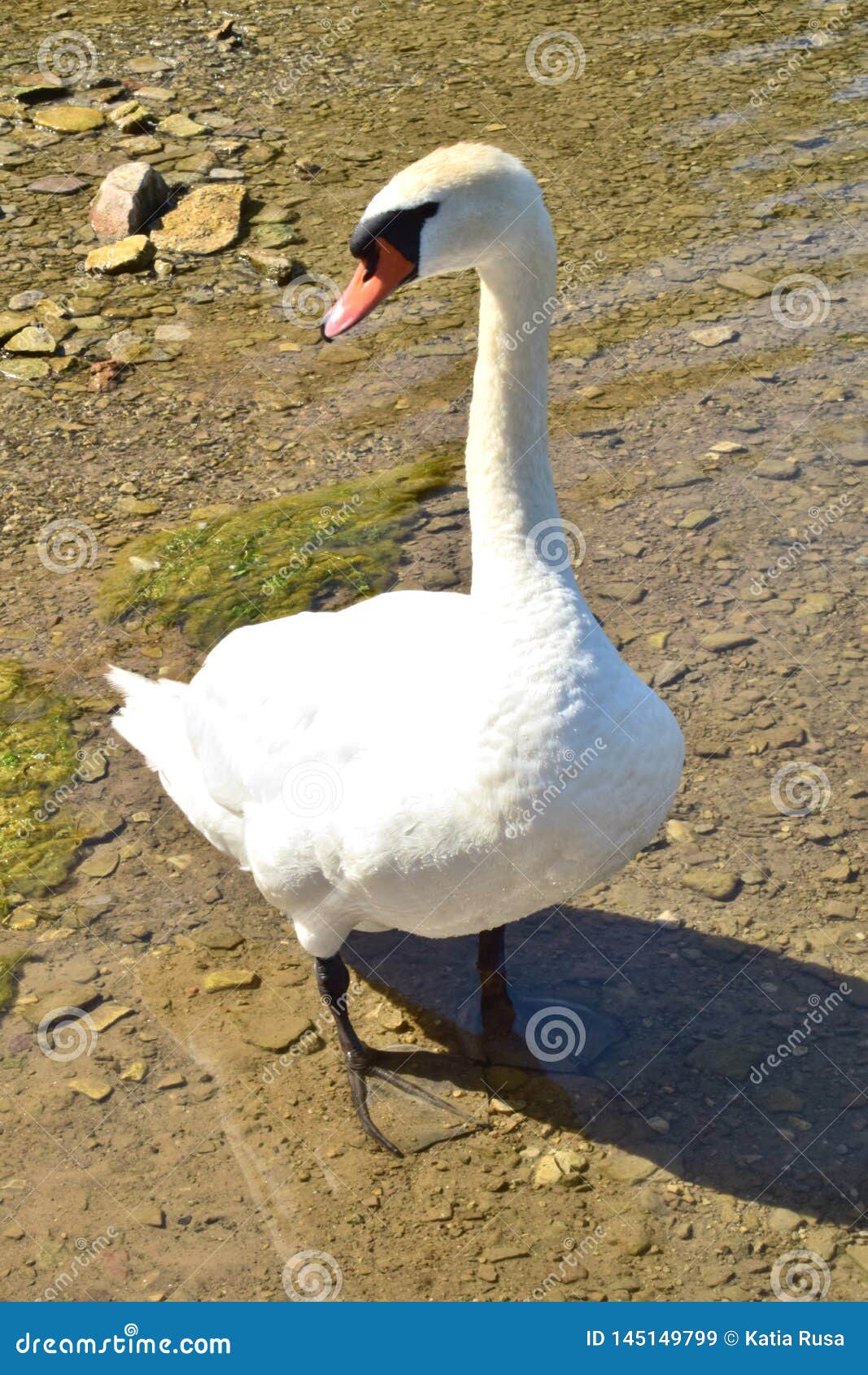 Bird swan closeup posing stock image. Image of closeup - 145149799