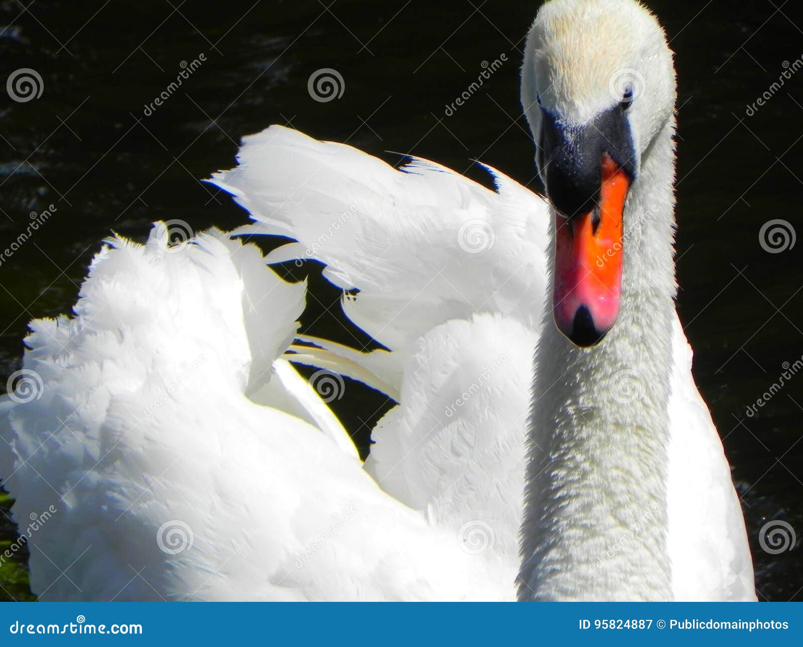Bird, Swan, Water, Water Bird Picture. Image: 95824887
