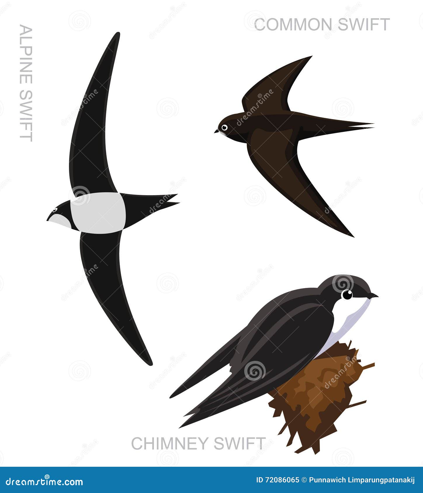 Bird Swift Set Cartoon Vector Illustration Stock Vector - Illustration ...