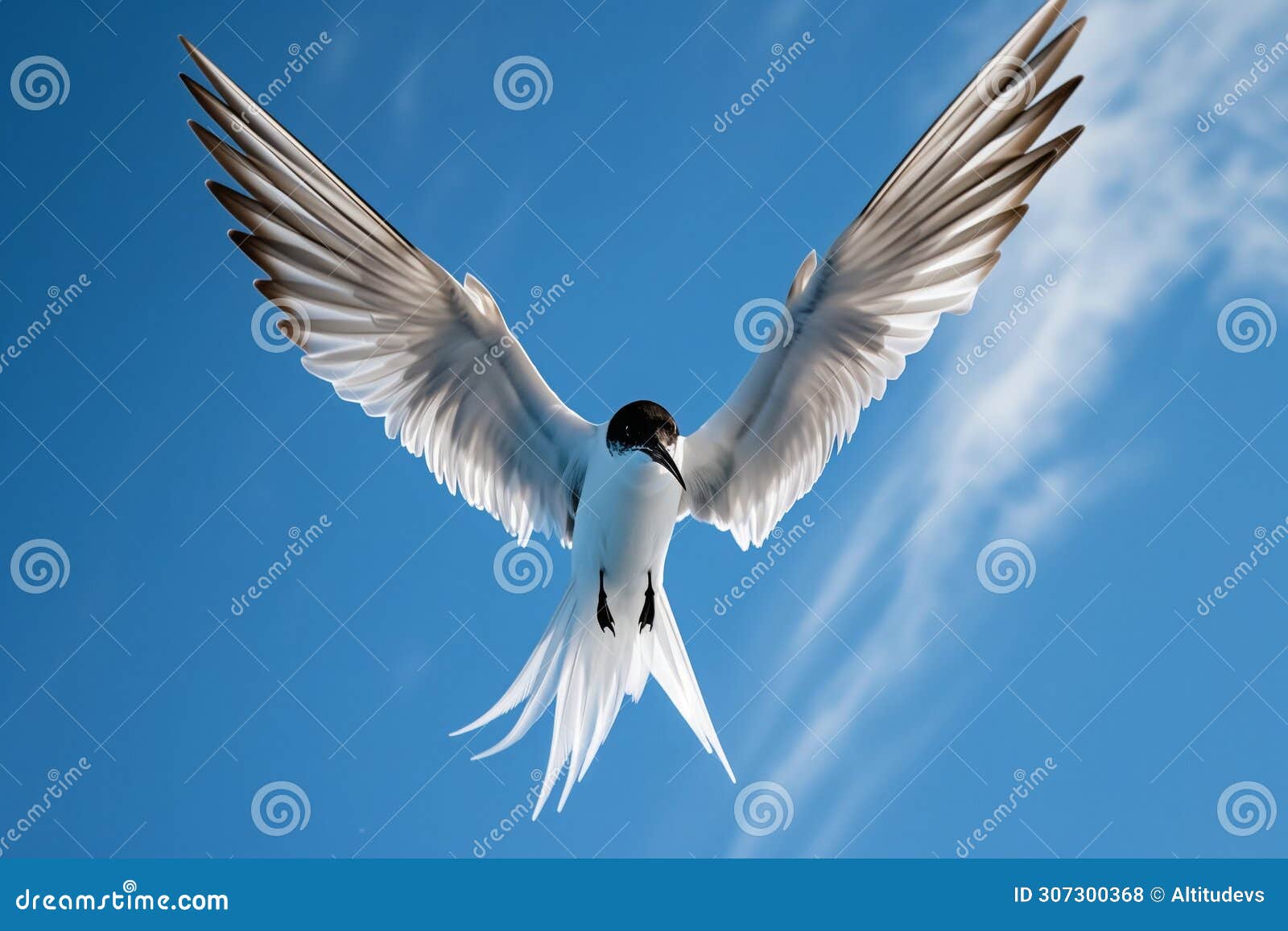 Bird Swooping Down, Wings Outstretched Towards the Lens Stock Photo ...