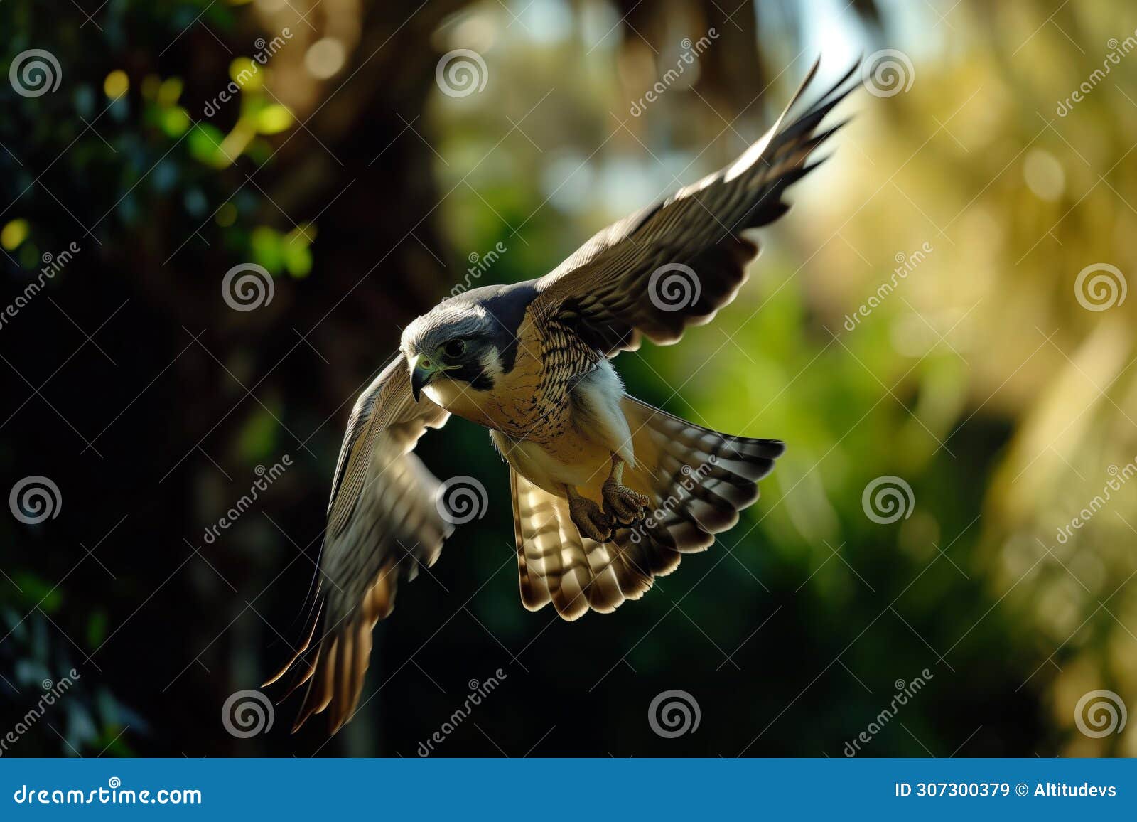 Bird Swooping Down, Wings Outstretched Towards the Lens Stock Image ...
