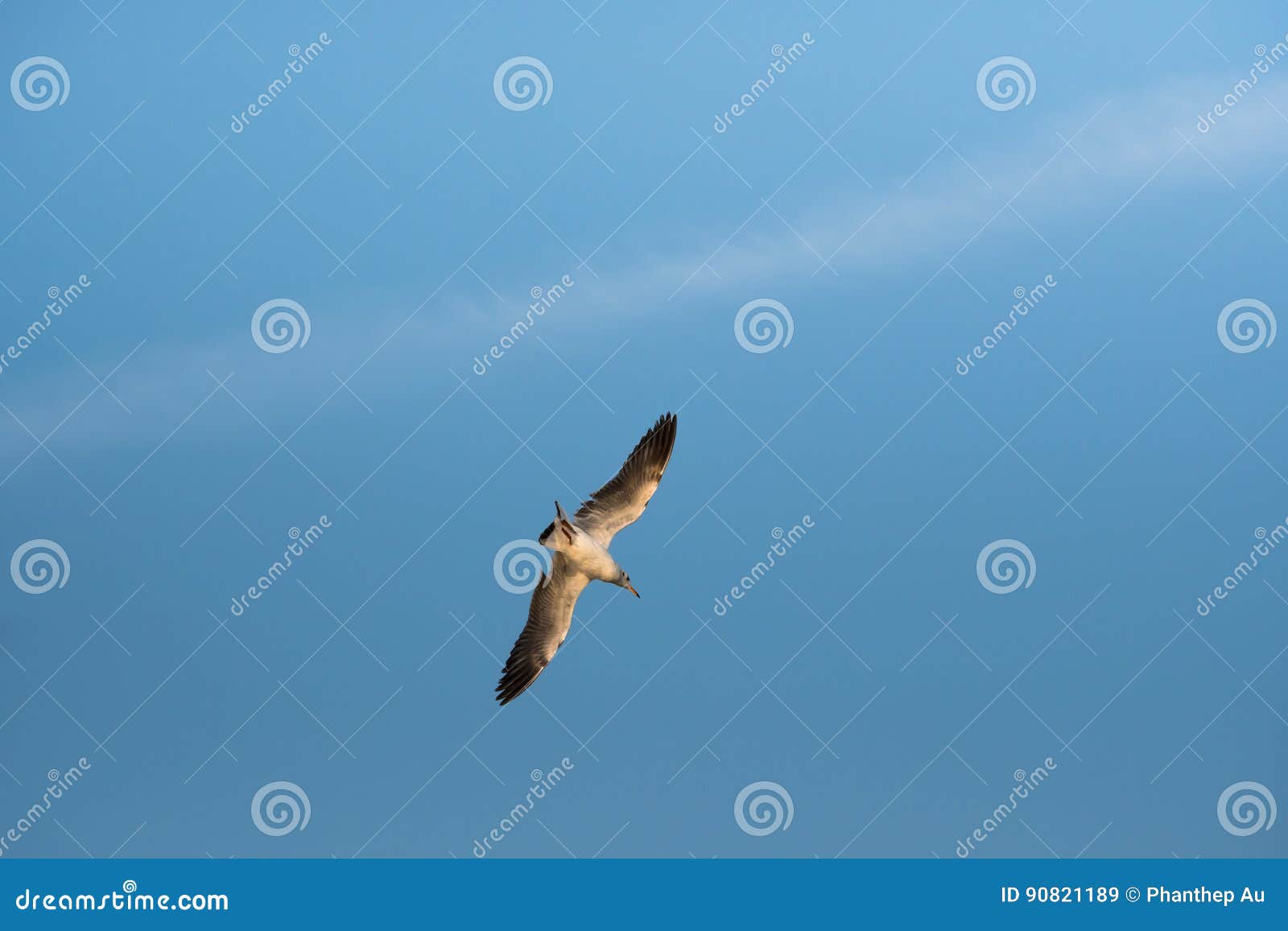 Bird swoops down clear sky stock image. Image of composition - 90821189