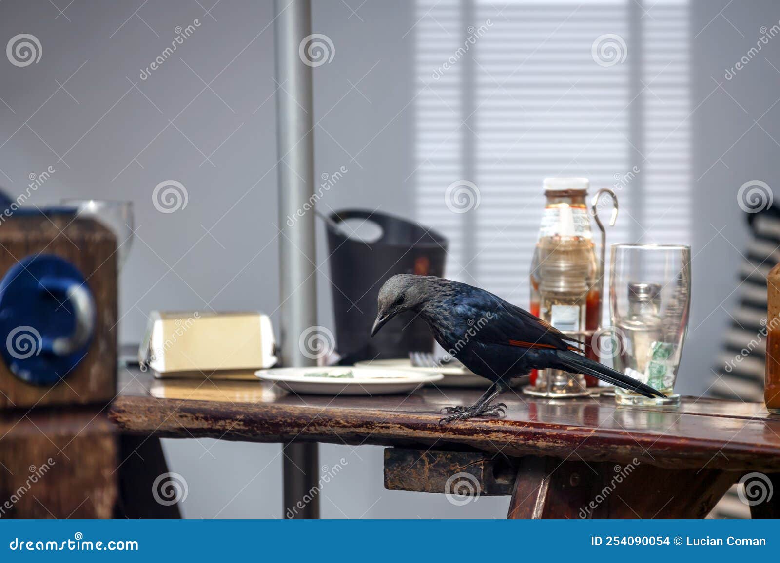Bird on the table stock photo. Image of botanical, birds - 254090054