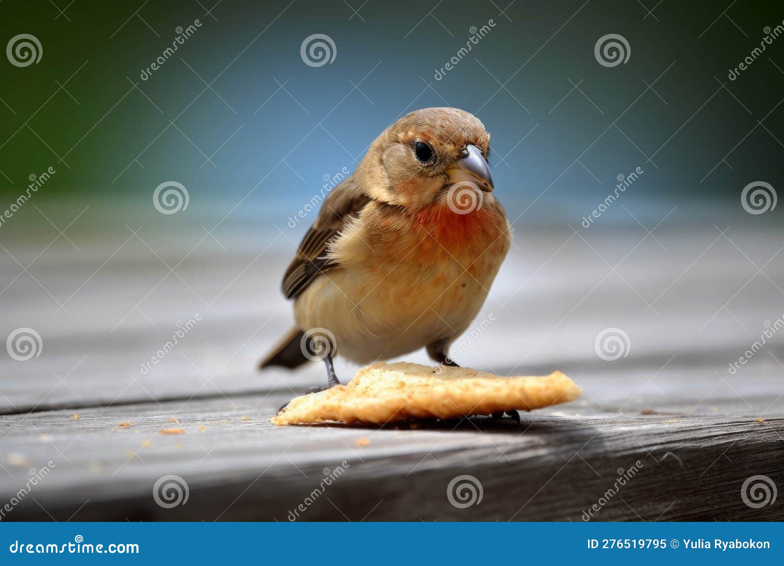 Bird Take Cracker. Generate Ai Royalty-Free Stock Photography ...