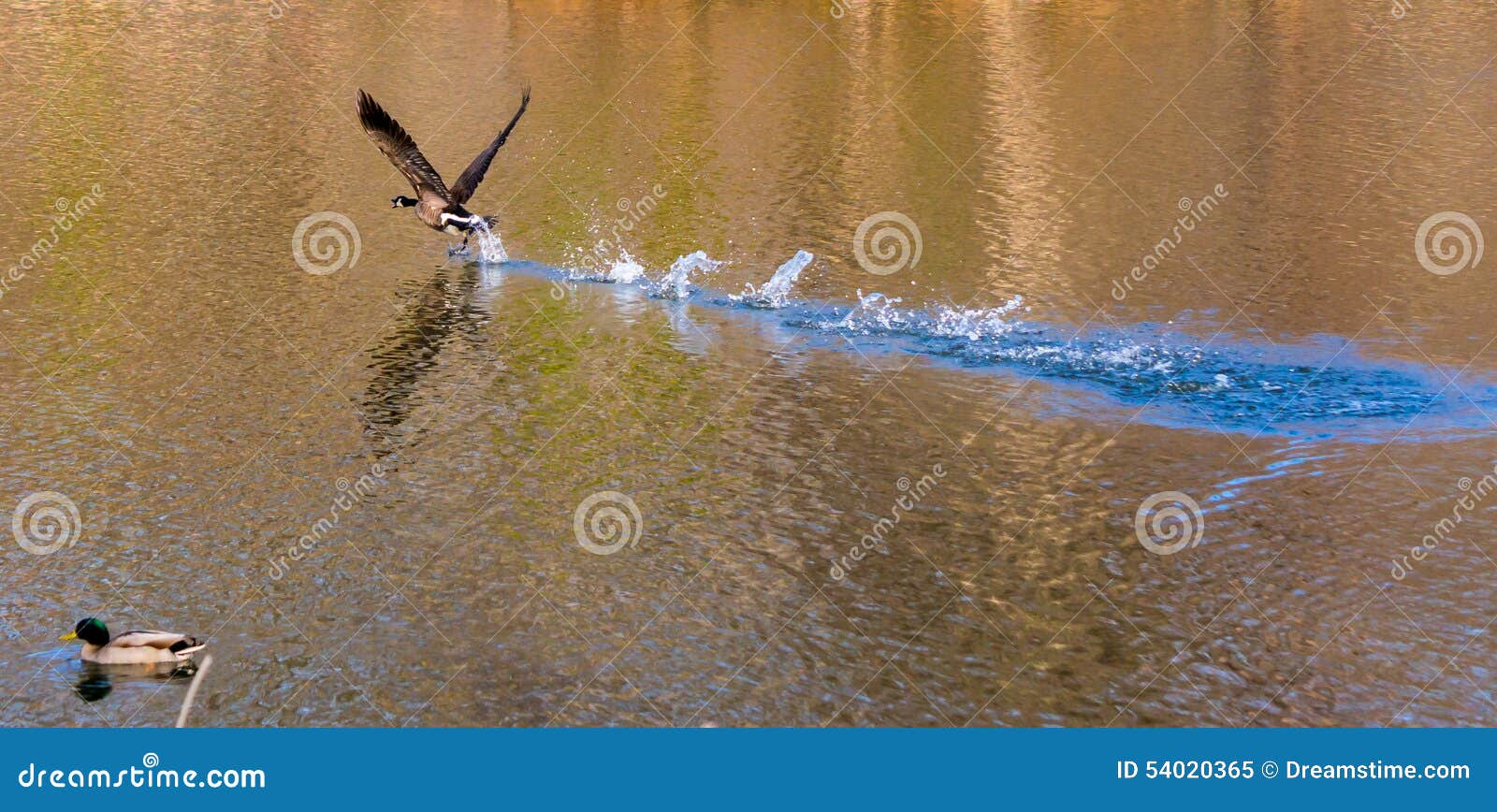 Bird takeoff stock image. Image of bird, water, taking - 54020365