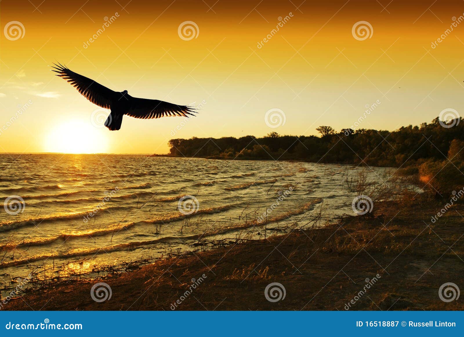 Bird Takes Flight at Sunrise Stock Image - Image of scenic, state: 16518887