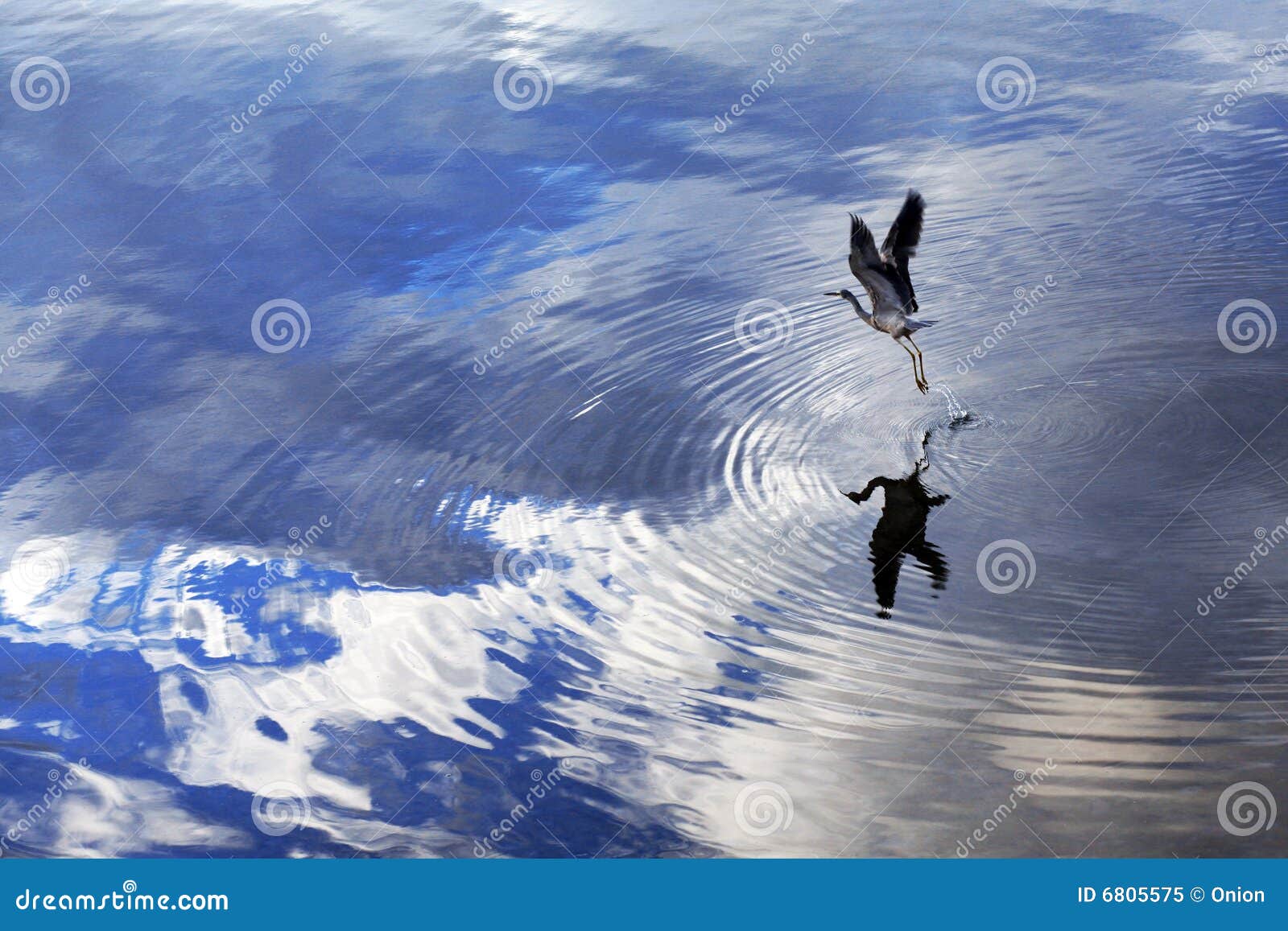 Bird taking flight stock image. Image of takeoff, peace - 6805575