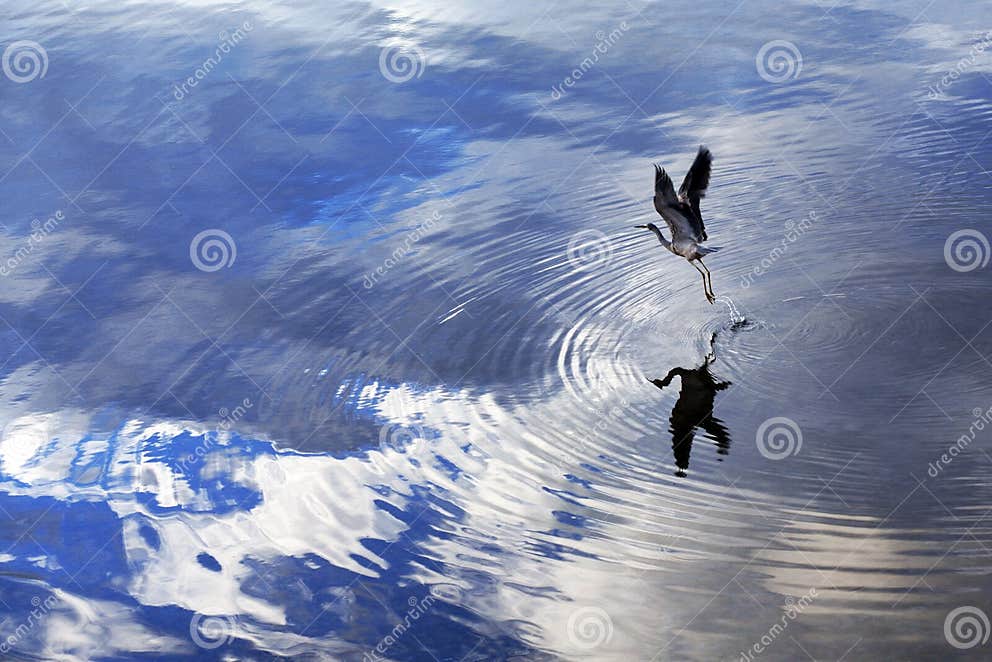 Bird taking flight stock image. Image of takeoff, peace - 6805575