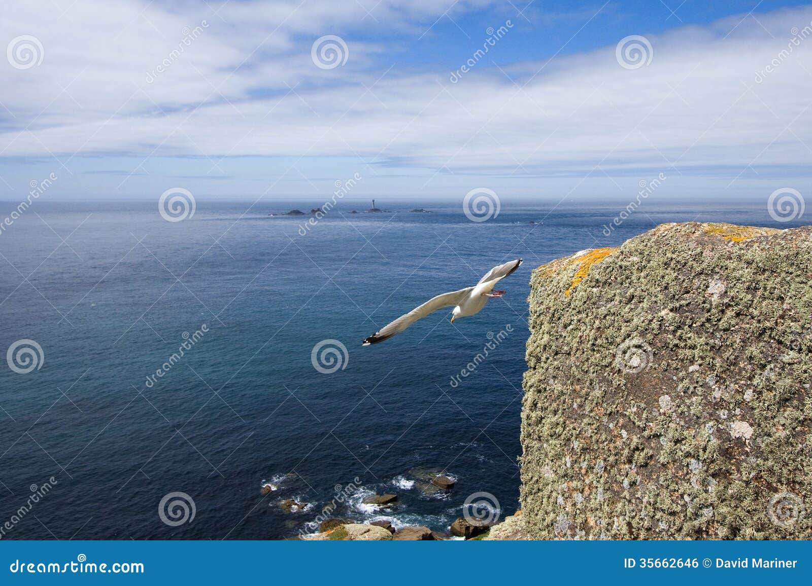 Bird Taking Flight from a Cliff in Cornwall Stock Photo - Image of west ...