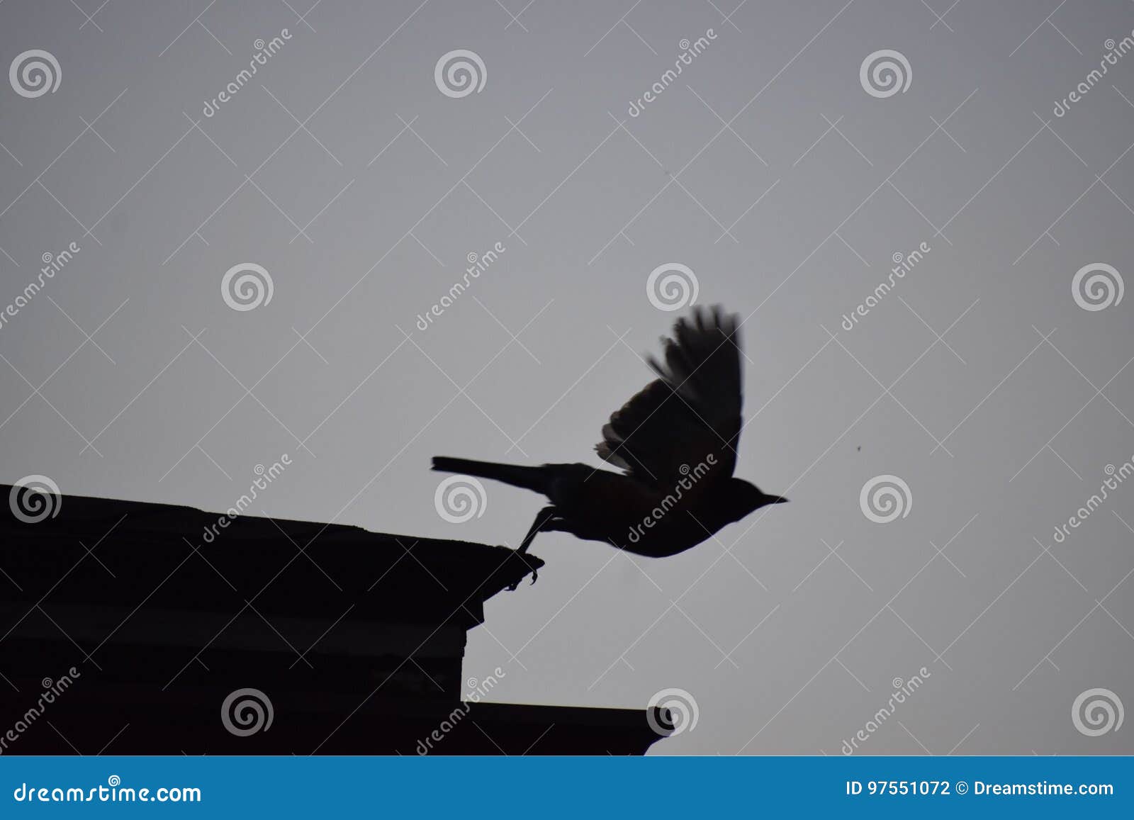 Bird Taking Flight Headed To Its Destination Stock Photo - Image of ...