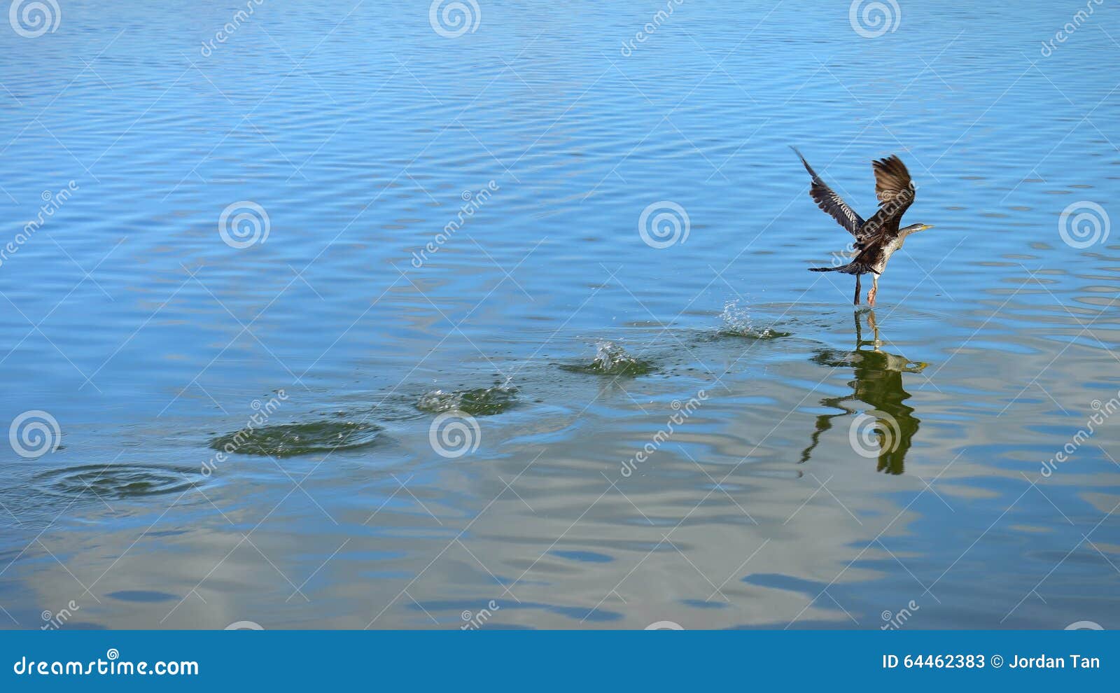 Bird taking off stock image. Image of surface, lake, flight - 64462383