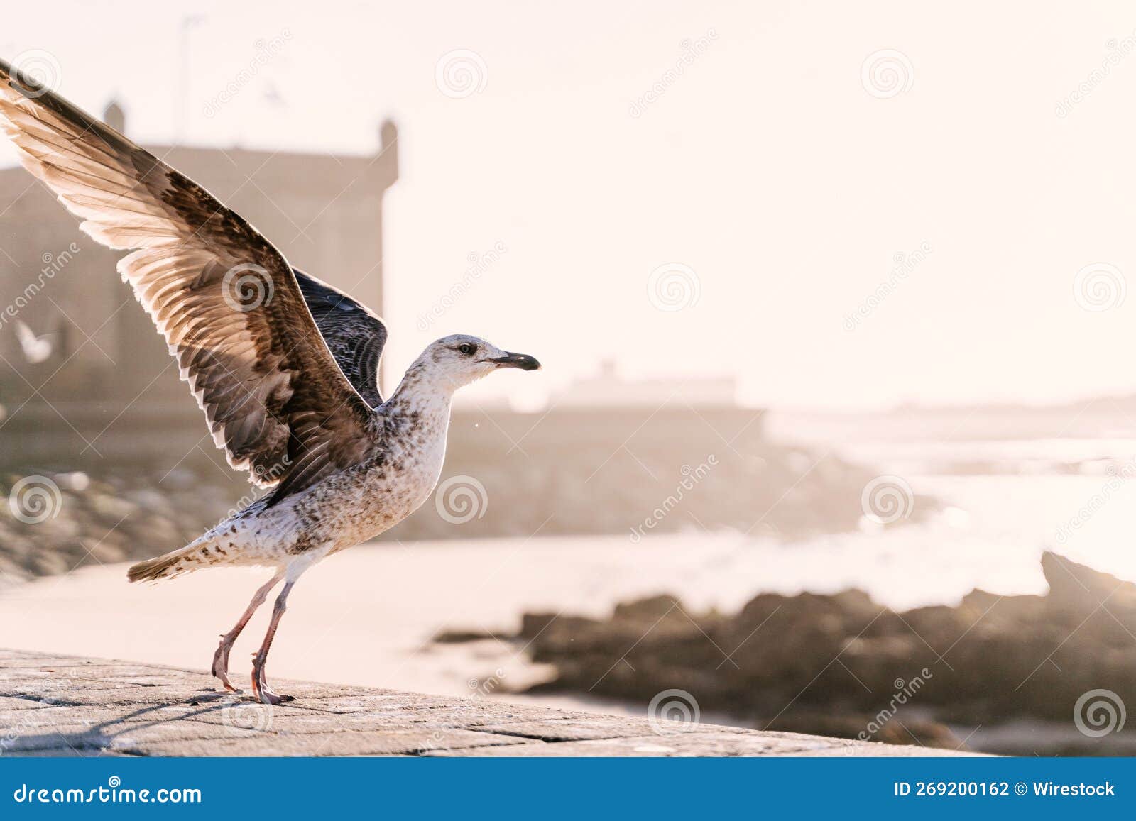 Bird Taking Off from Sea Wall in Front of a Lighthouse Stock Photo ...