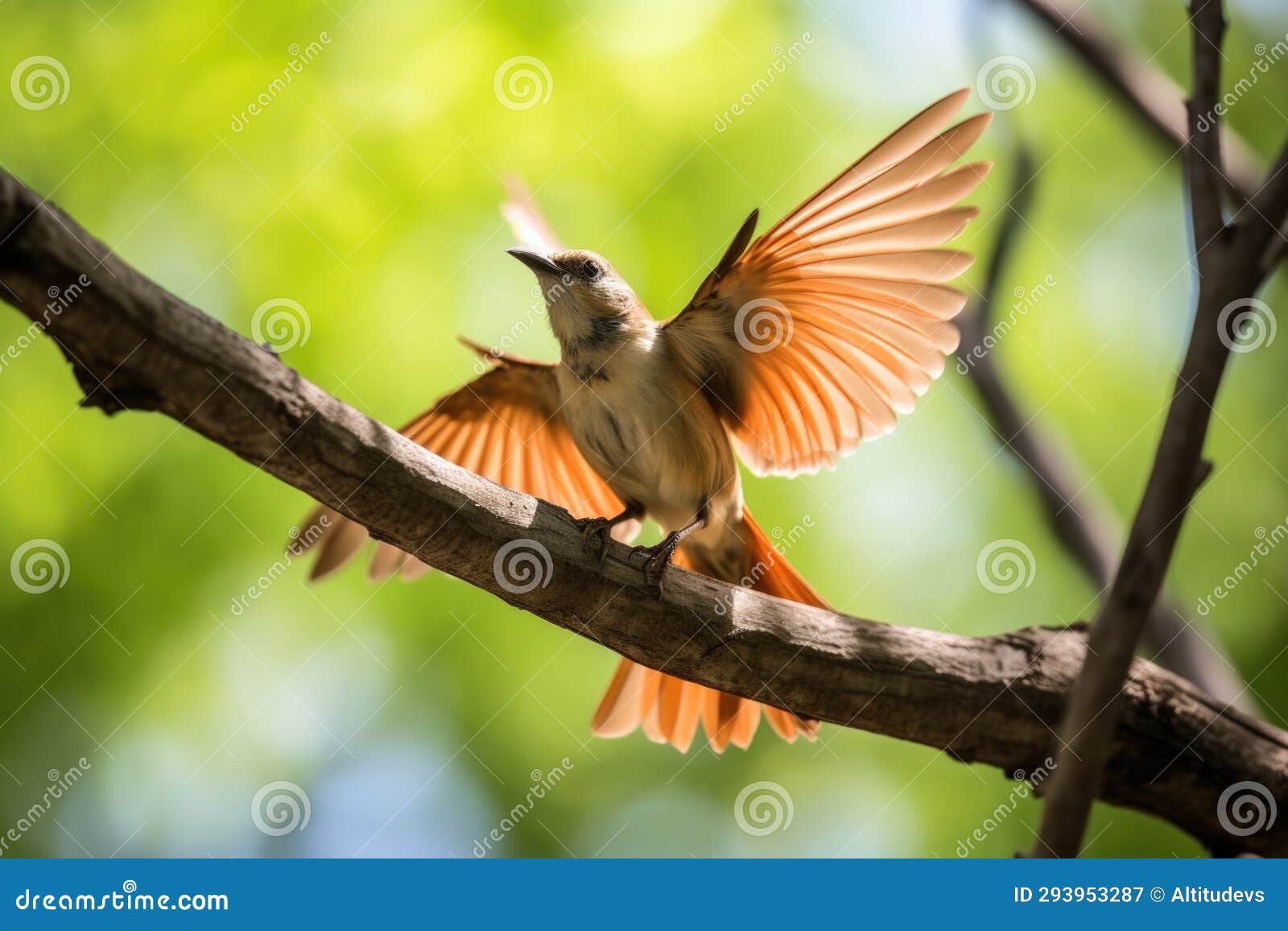 Bird Taking Off from a Tree Branch Stock Image - Image of wildlife ...