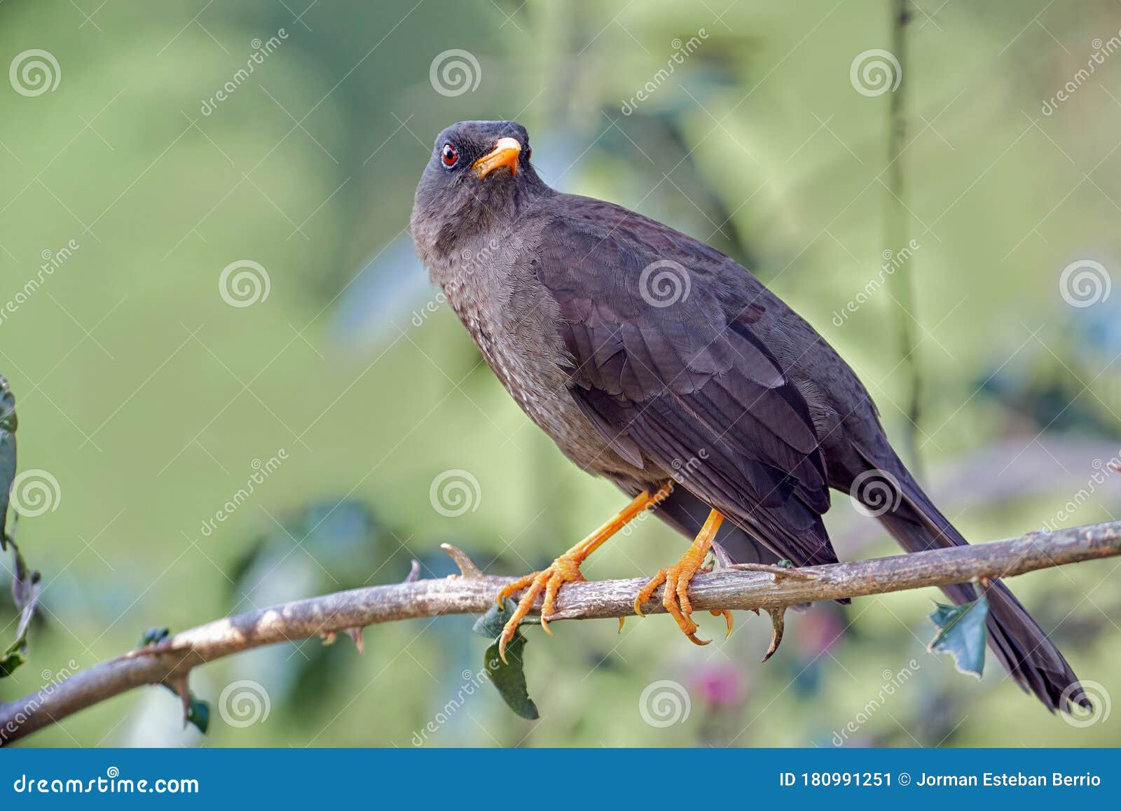Bird Taking a Rest on a Branch Quietly Stock Image - Image of bird ...