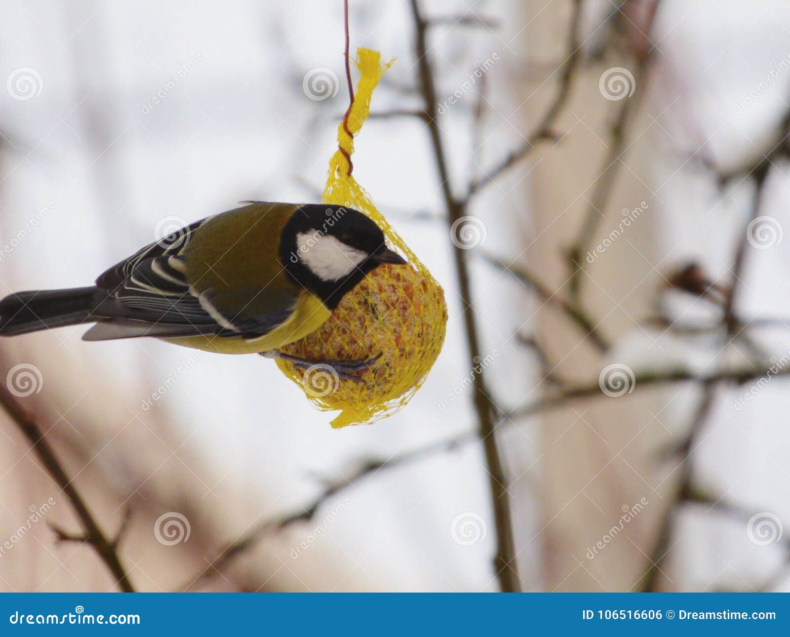 Bird stock photo. Image of bird, yellow, titmouse, tallow - 106516606