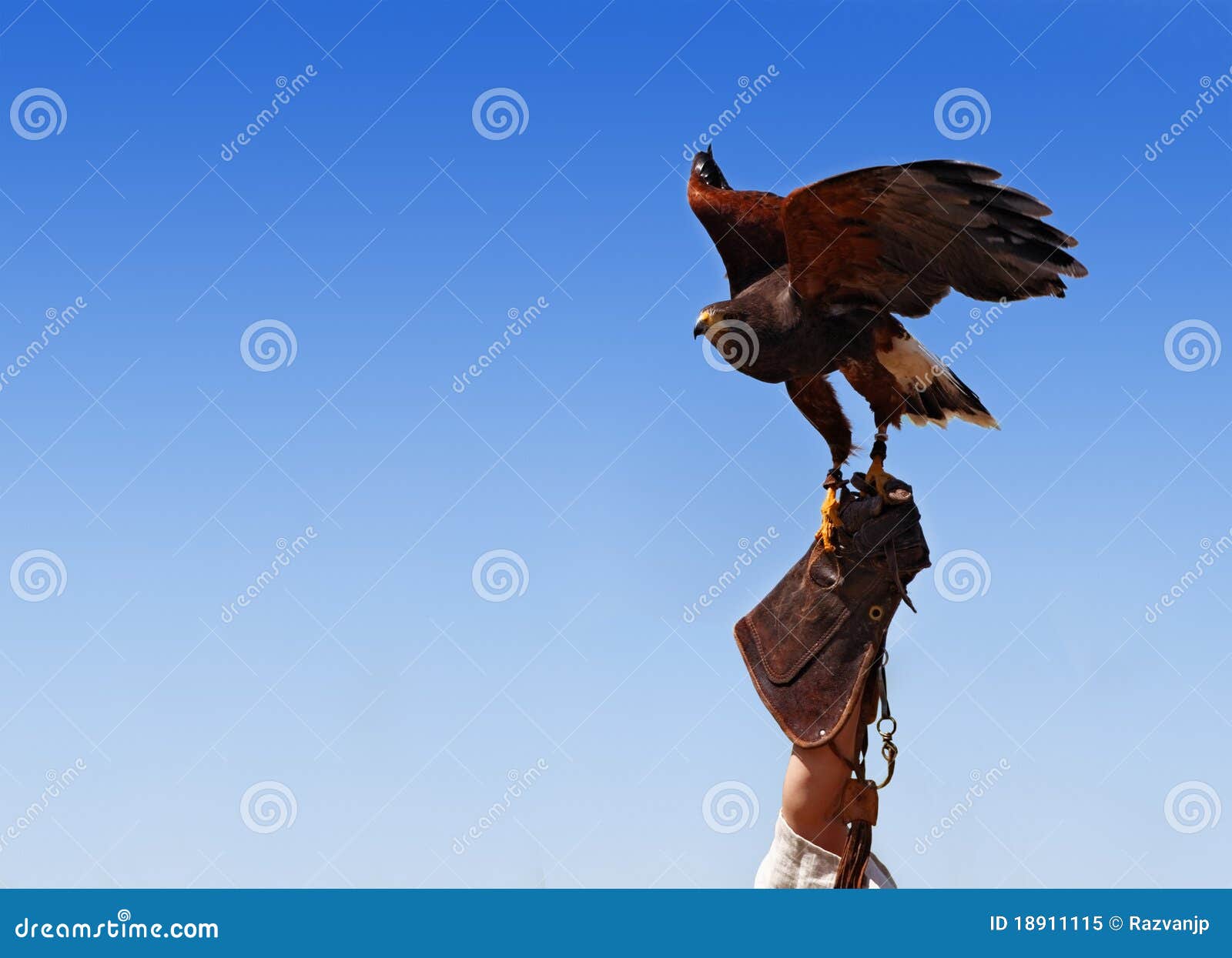 Bird taming stock image. Image of prey, hand, raptor - 18911115