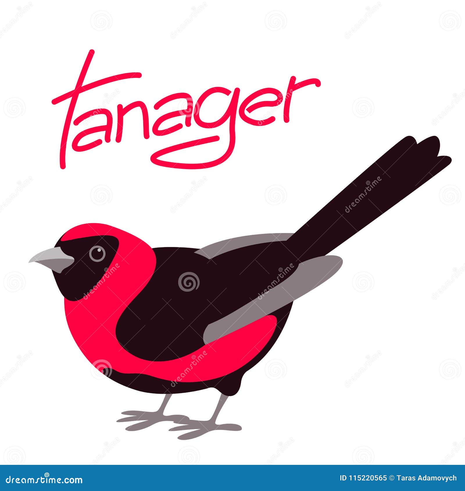 Summer Tanager, Piranga Rubra In Side View Sitting On A Branch Royalty ...