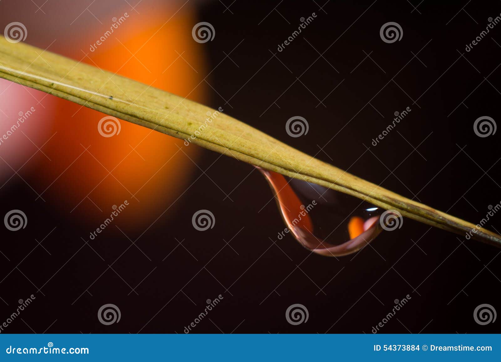 Bird tears stock photo. Image of background, green, micro - 54373884