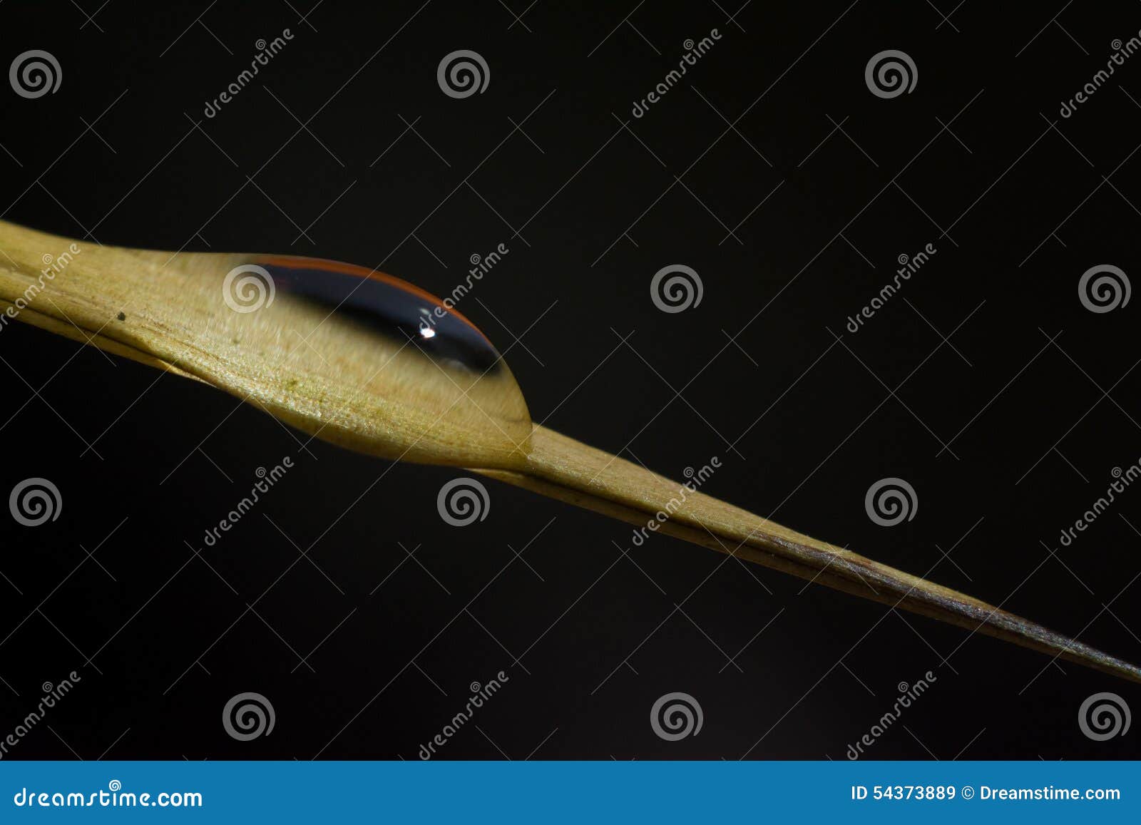 Bird tears stock image. Image of black, bird, drop, micro - 54373889