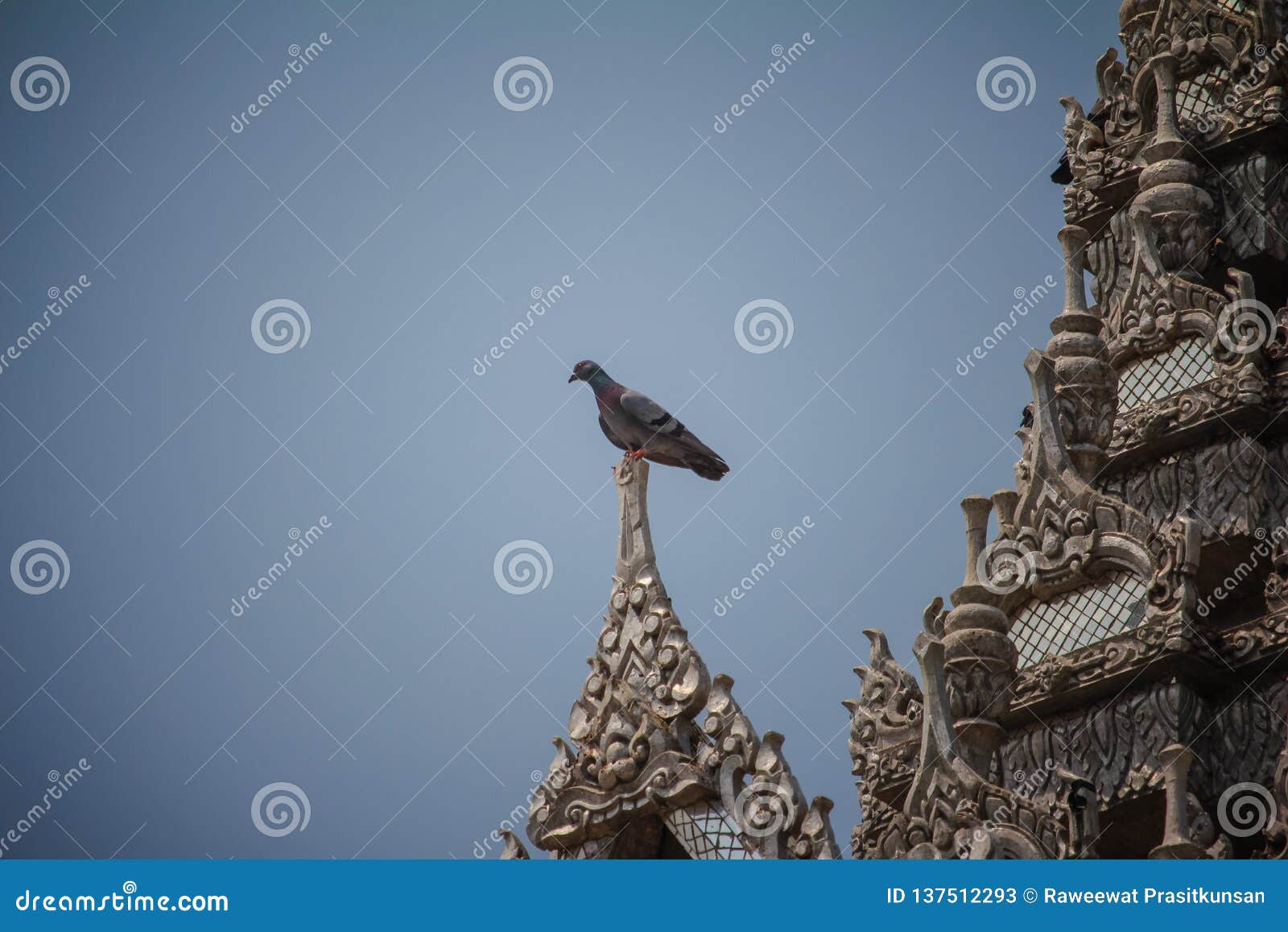 The bird is at the temple stock image. Image of nature - 137512293