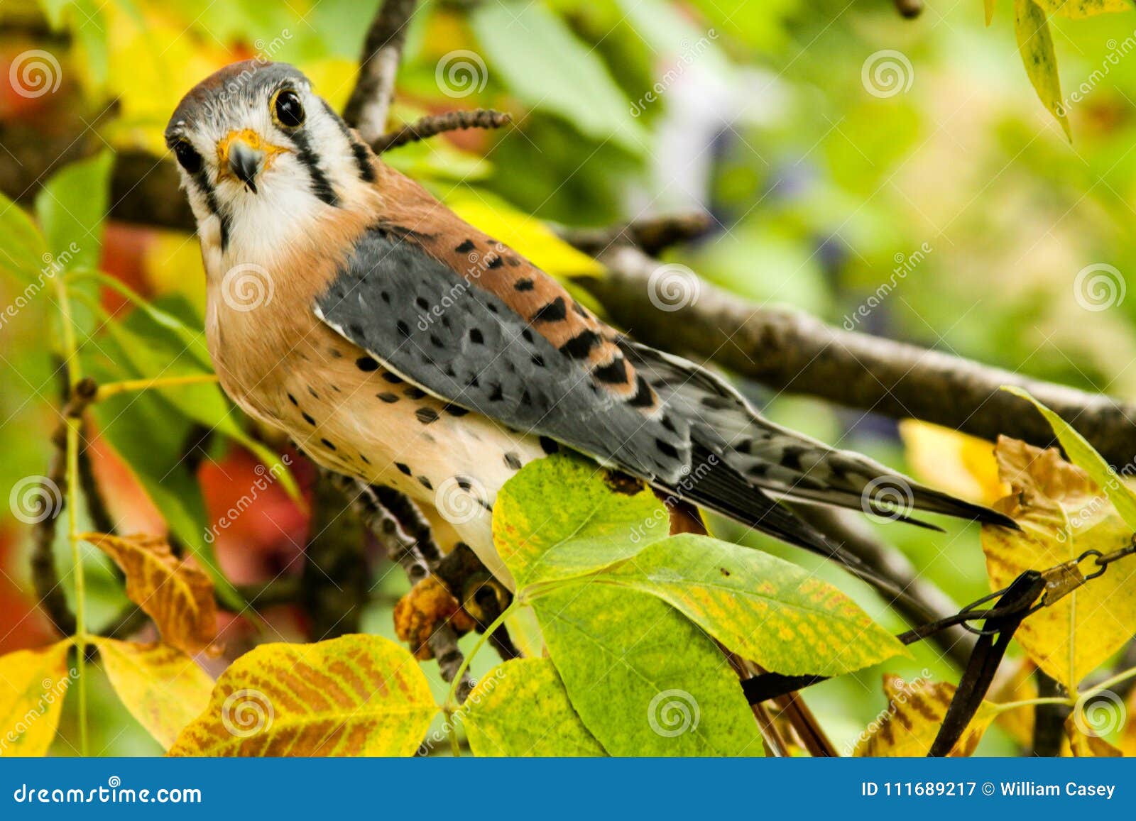 Bird Tethered To a Tree Branch Looking Around Stock Image - Image of ...
