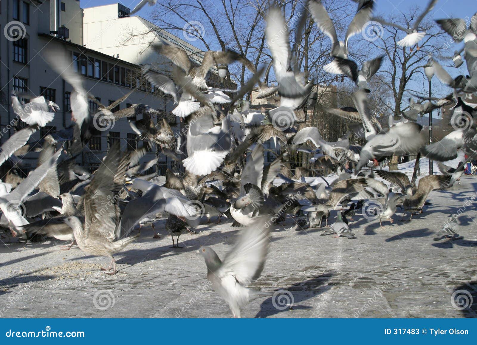 Bird Texture Picture. Image: 317483