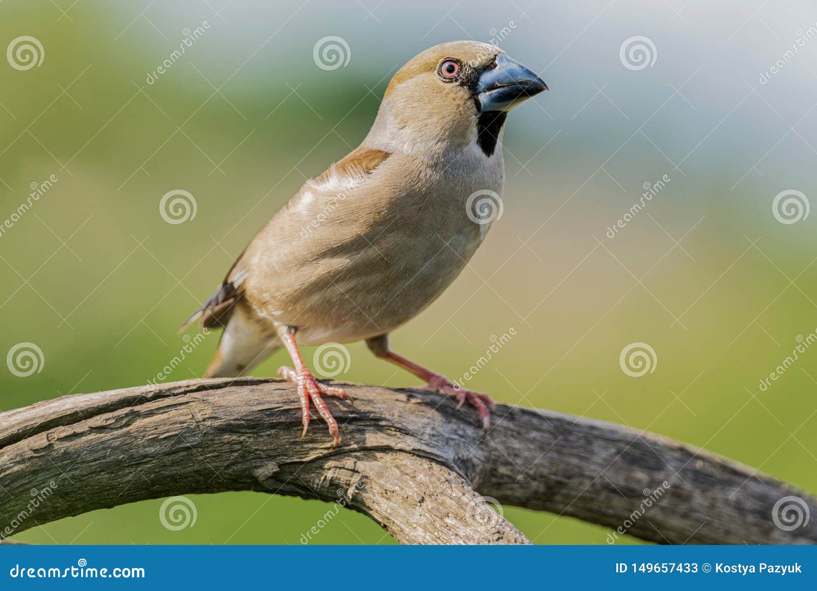 Bird with a Thick Beak is Sitting on a Branch Stock Image - Image of ...