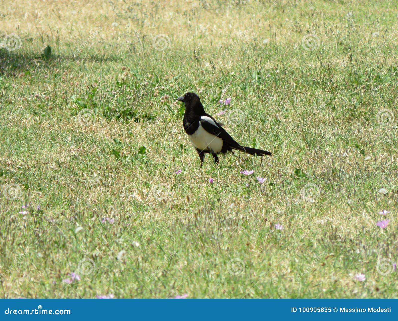 Gazza stock image. Image of wings, bird, glitters, thiefs - 100905835