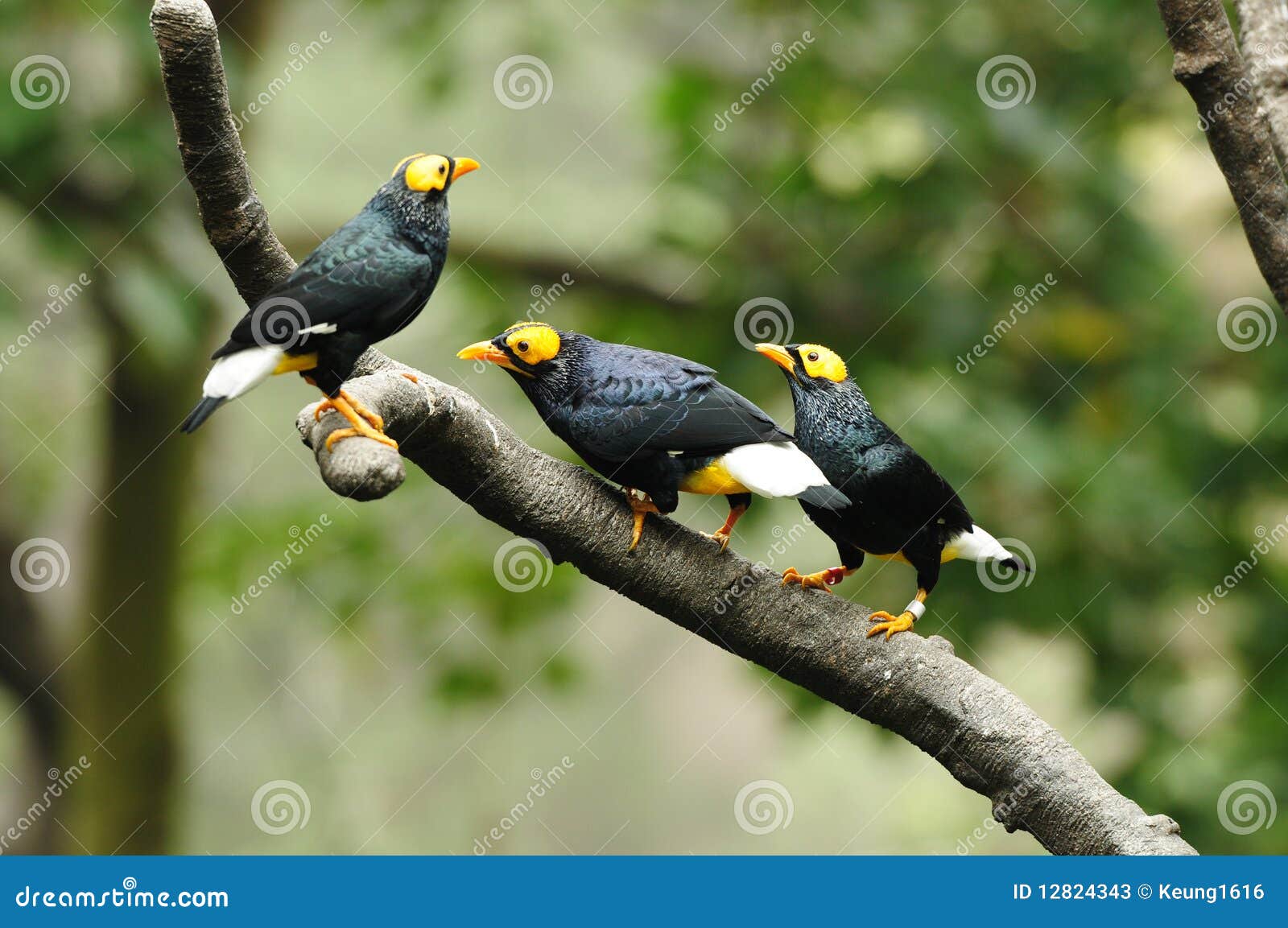 Bird --- Three Yellow-faced Mynah Stock Image - Image of park, hong ...
