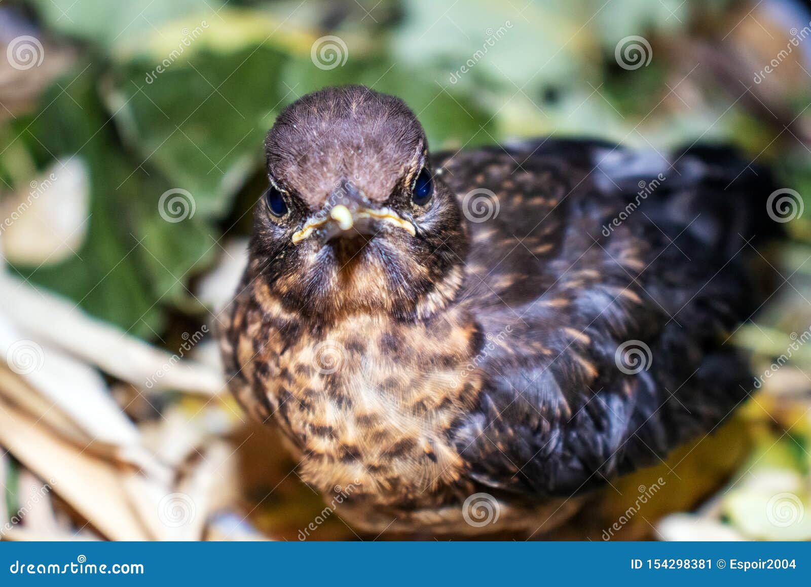 The Bird Thrush Chick Looks into the Camera Wary Stock Image - Image of ...