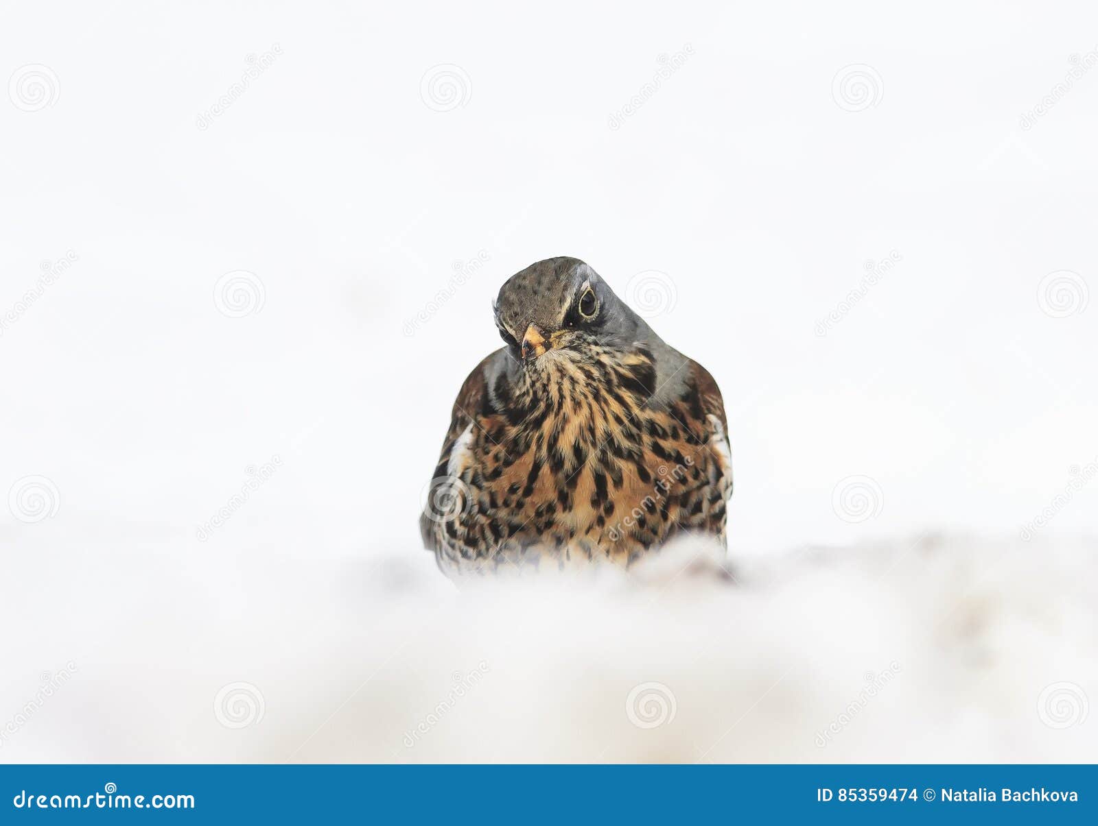 Bird Thrush Funny Looks Out of the Snowdrift in the Park Stock Photo ...