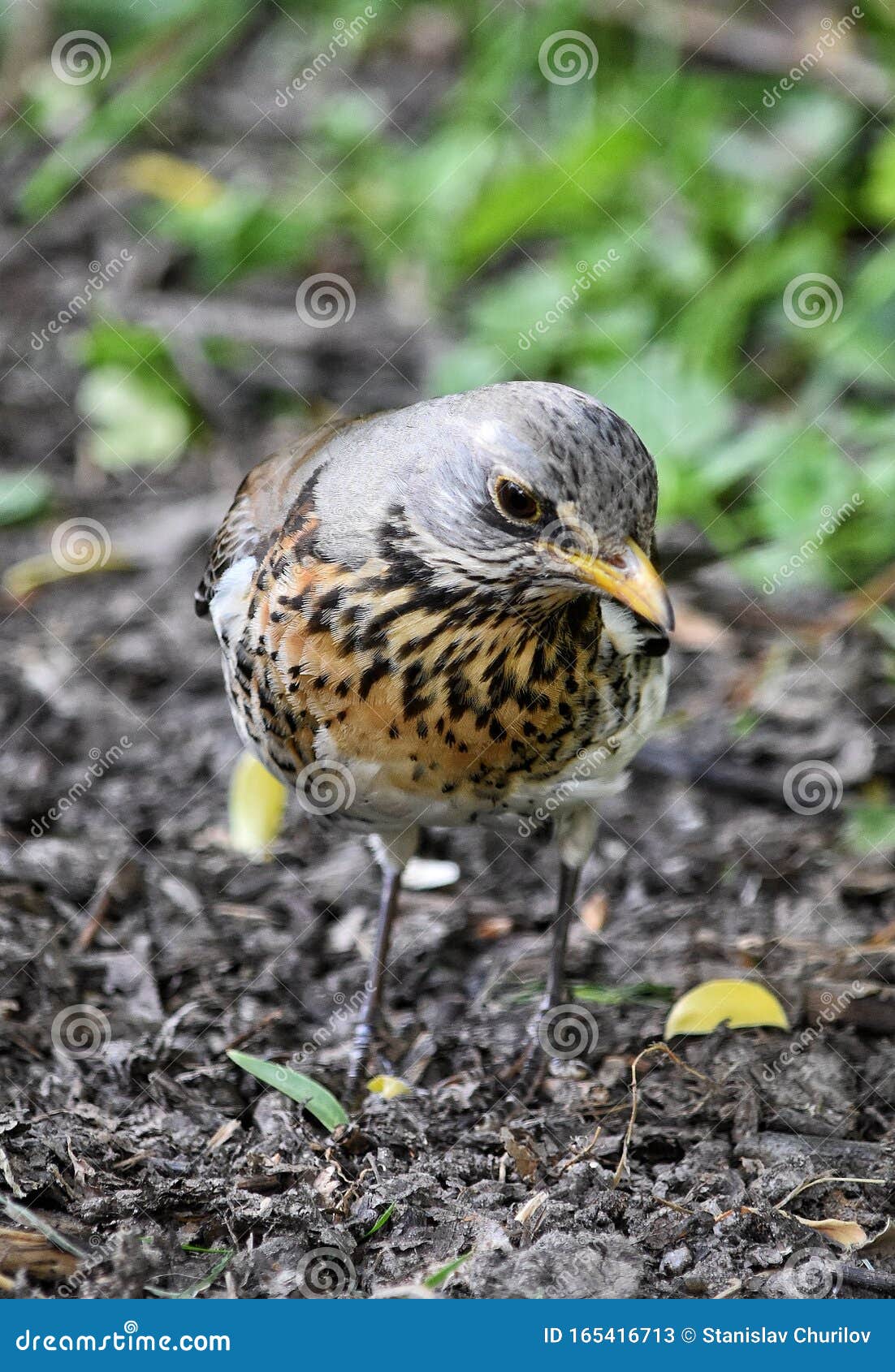 Bird Thrush Portrait Beak Cute Stock Image - Image of portrait, bird ...