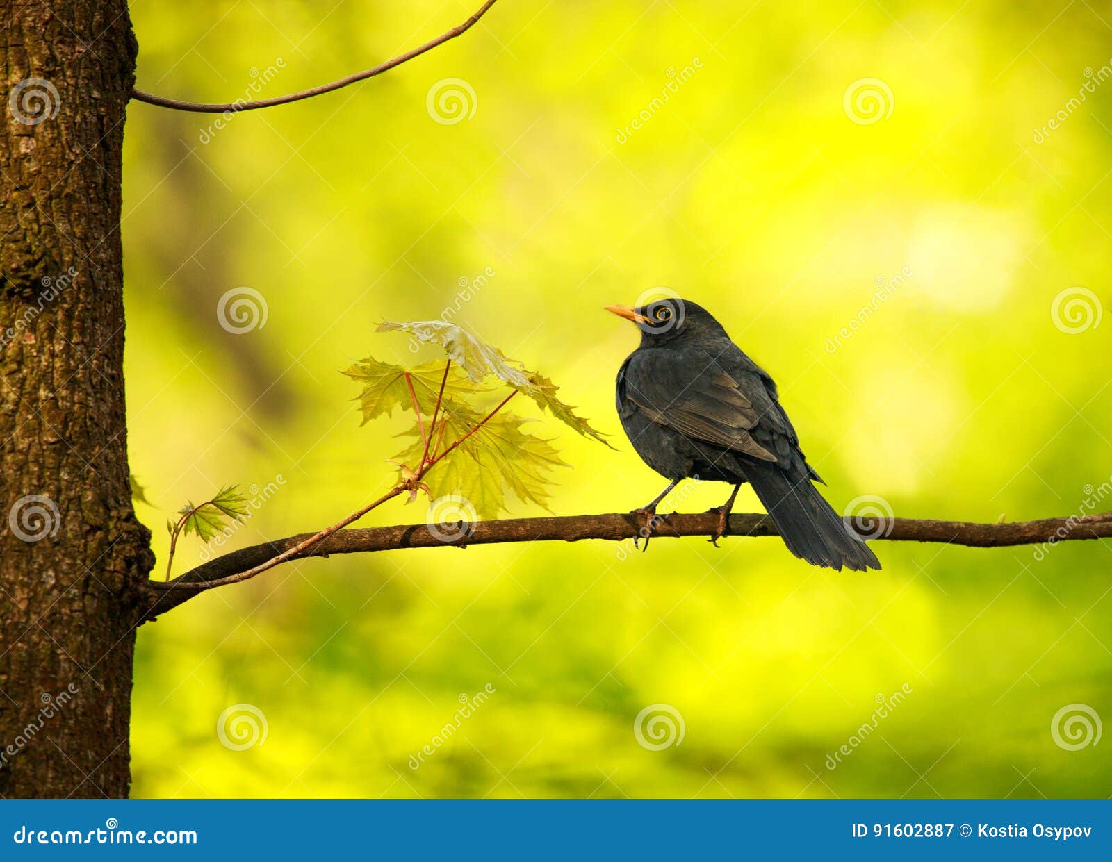 Bird Thrush on Tree Branch in Summer Forest on Yellow Background Stock ...