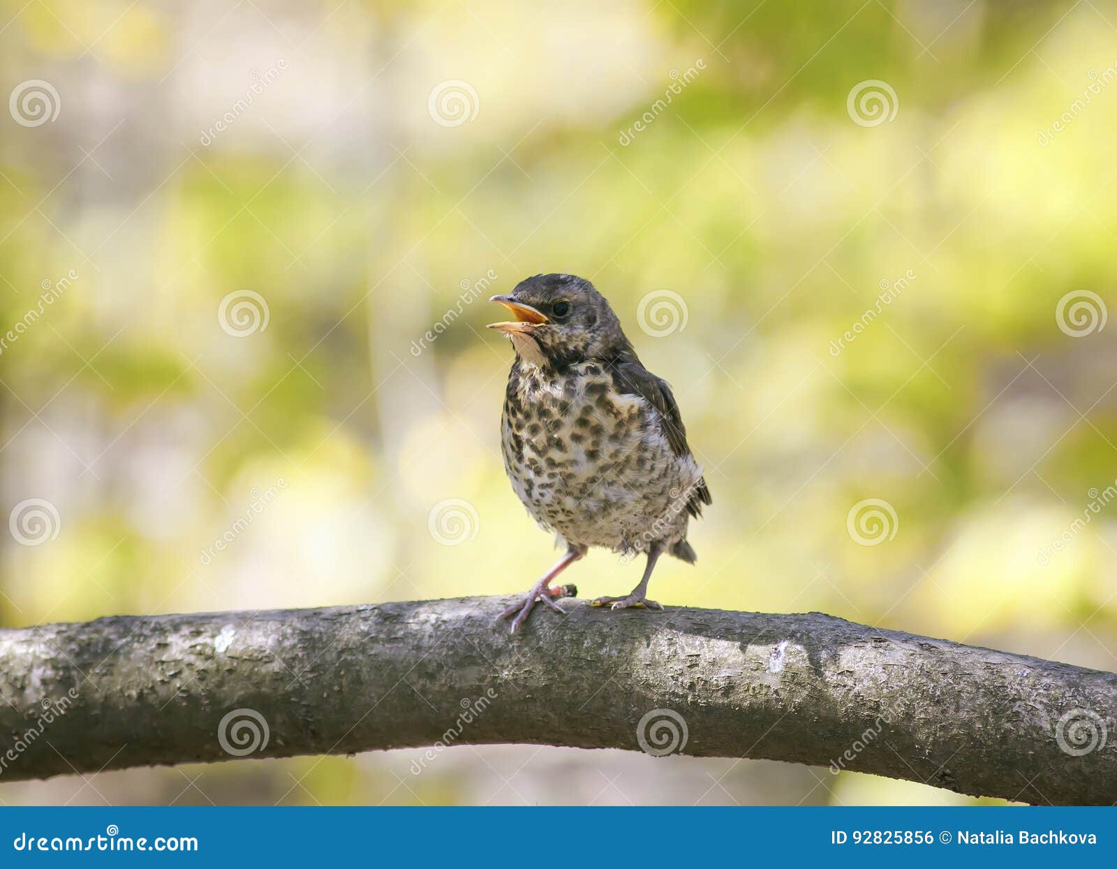 Bird the Thrush is on the Tree, Revealing an Empty Beak Stock Photo ...