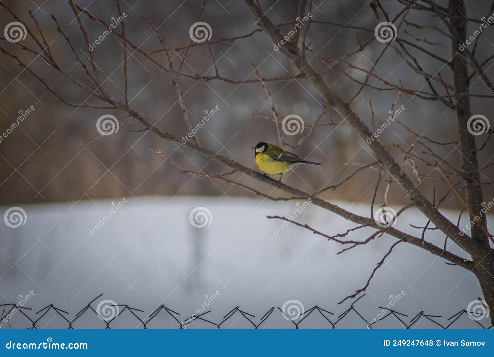Bird Tit Pecks Suspended Fat Stock Photo - Image of wildlife, twig ...