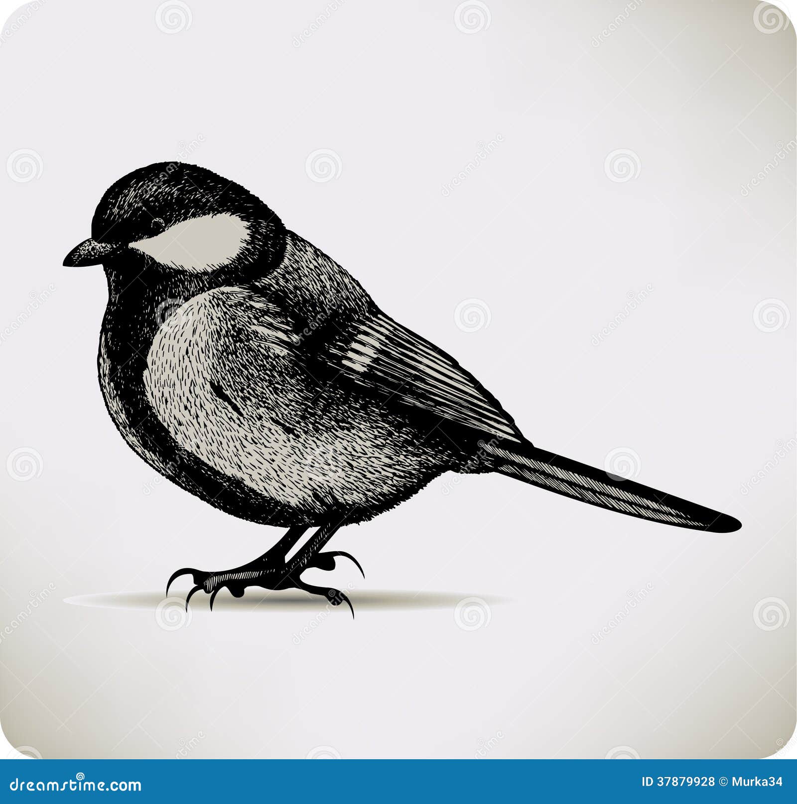 Bird Titmouse. Vector Illustration. Stock Vector - Illustration of ...
