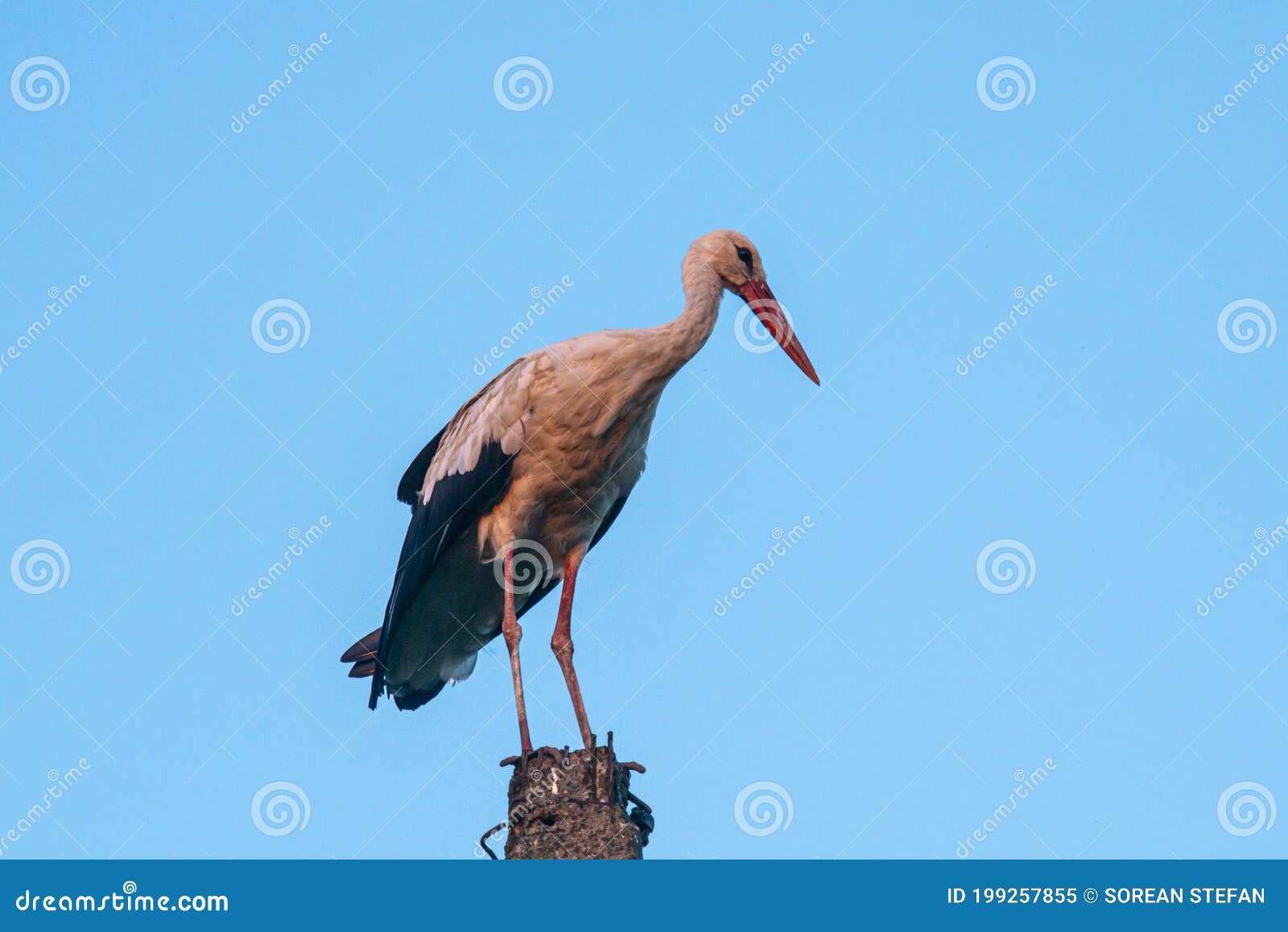 Stork Bird on the Pylon at the Sunset Stock Image - Image of halkidiki ...
