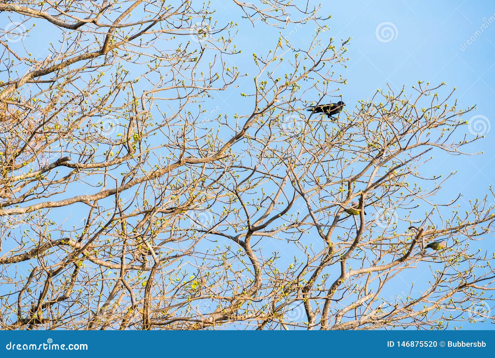 Bird on top Trees Branches stock photo. Image of background - 146875520