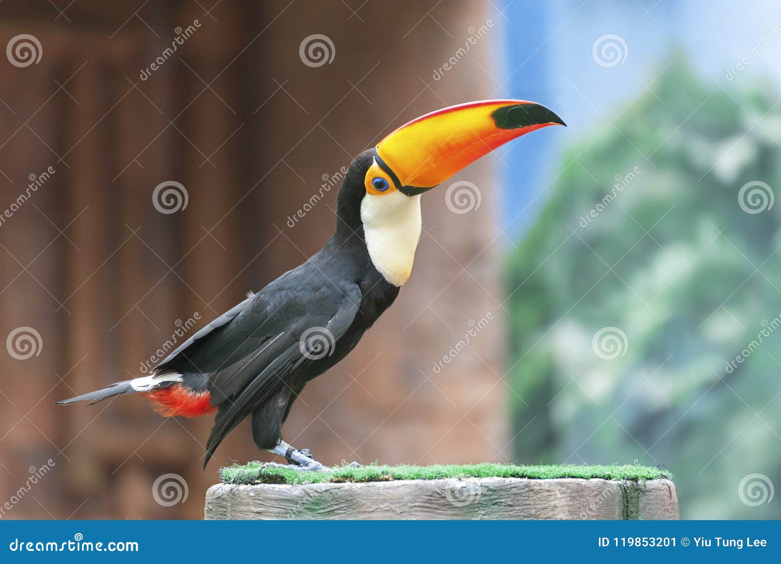 Bird Toucan stock image. Image of jungle, black, portrait - 119853201