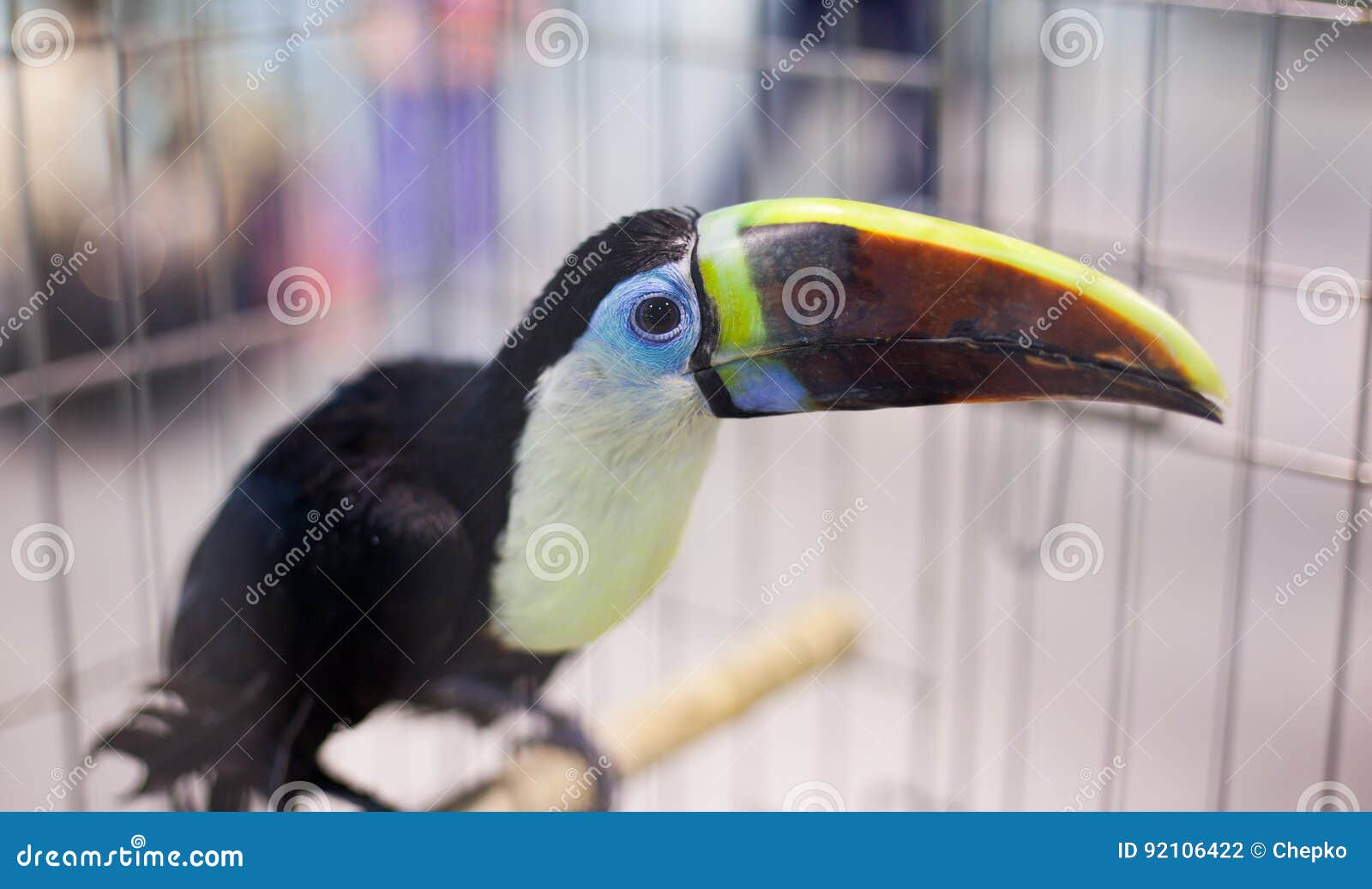 Bird toucan in birdcage. stock photo. Image of colors - 92106422