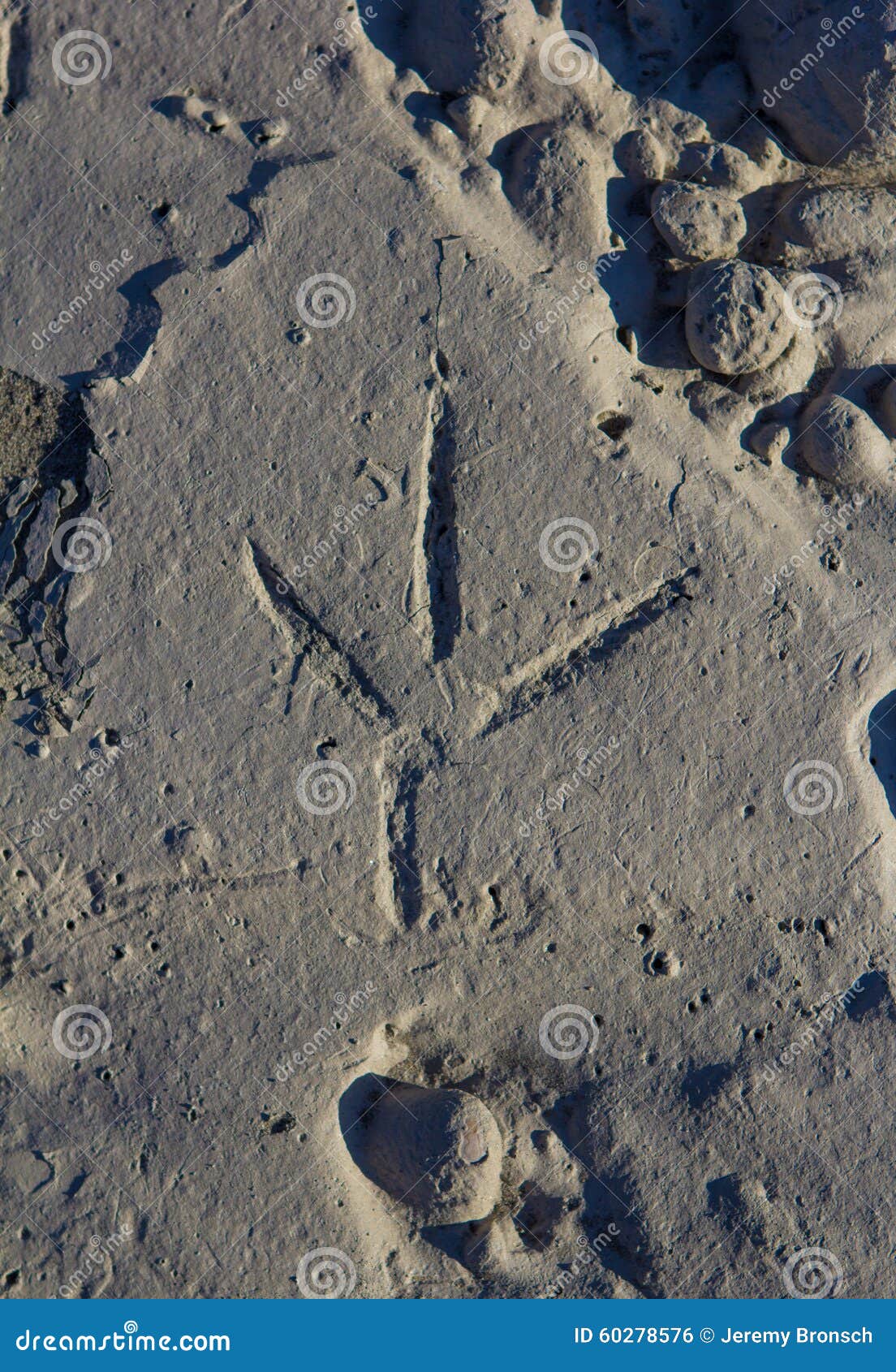 Bird Track in the Sand stock photo. Image of track, sunken - 60278576