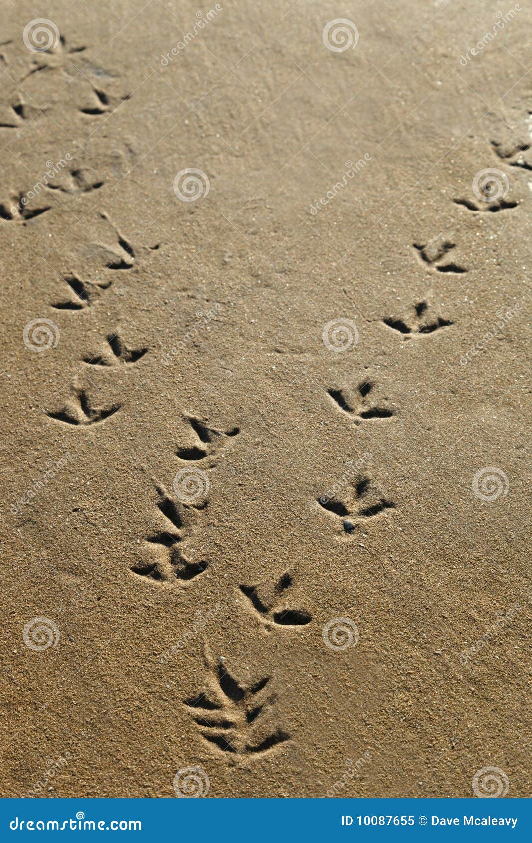 Bird tracks stock image. Image of shorebird, waterfowl - 10087655