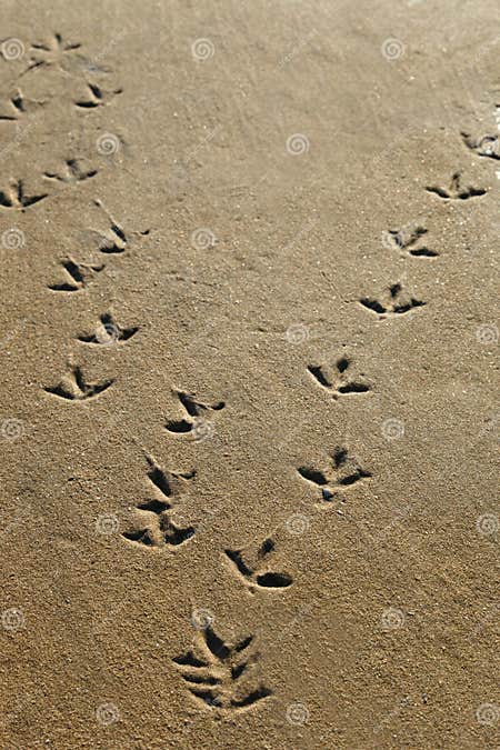 Bird tracks stock image. Image of shorebird, waterfowl - 10087655
