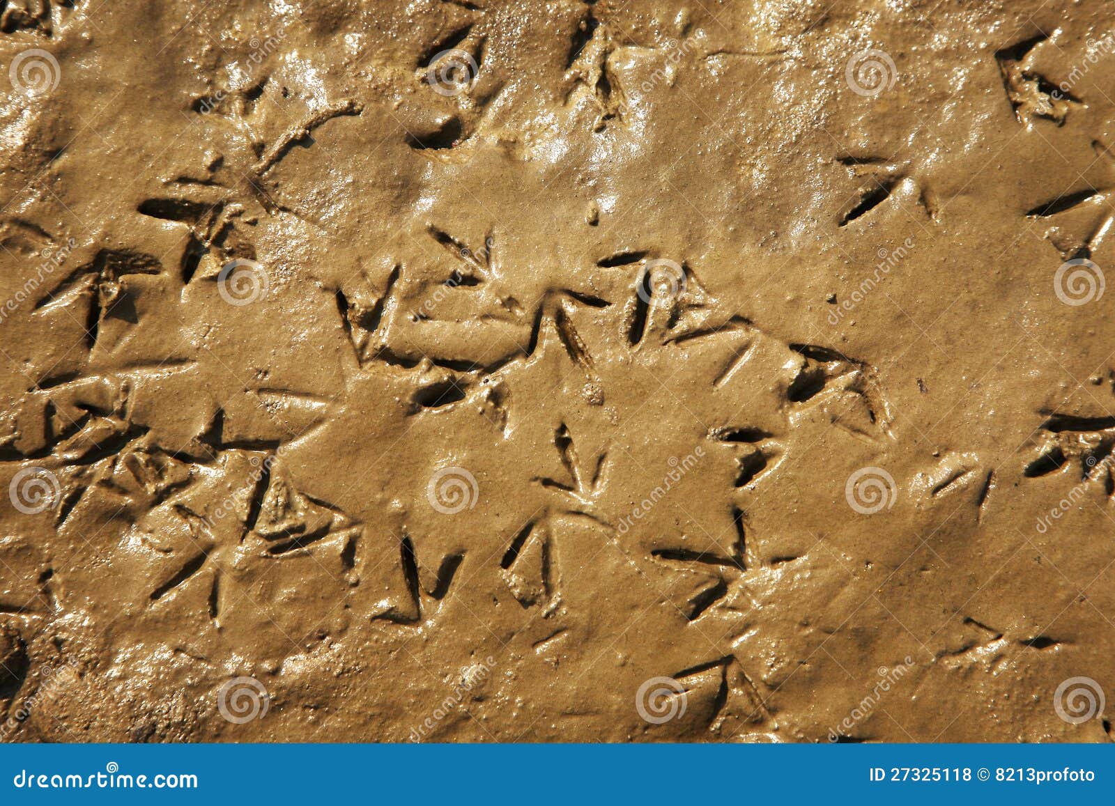 Bird tracks stock photo. Image of summer, animals, brown - 27325118