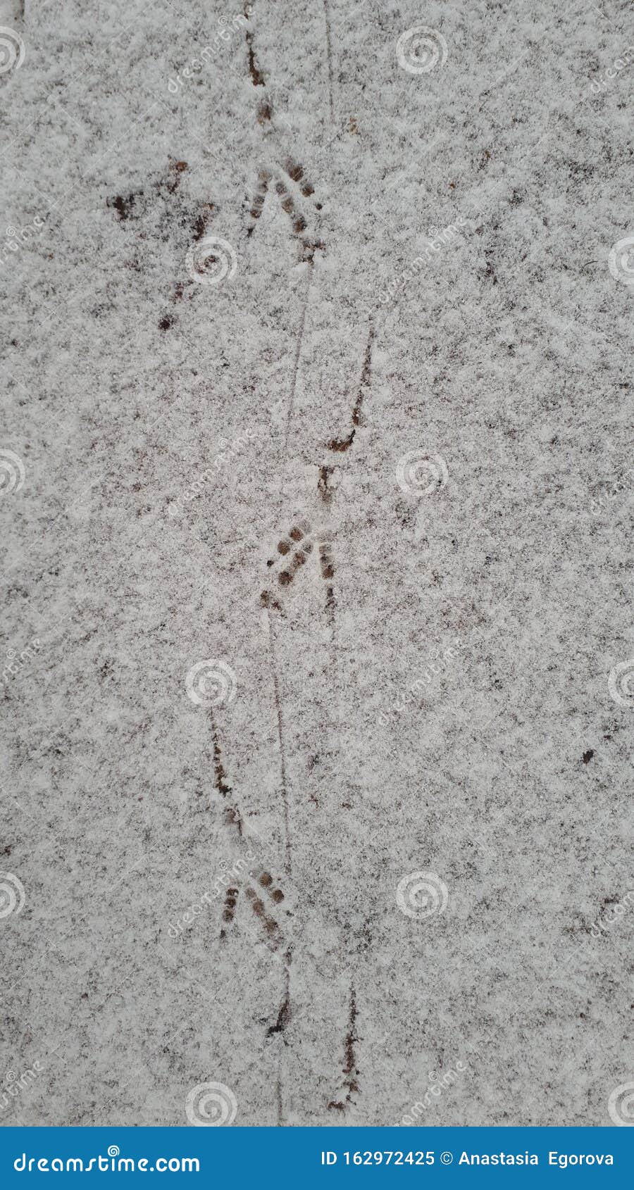Bird Tracks on the First White Snow Stock Image - Image of bird, nature ...