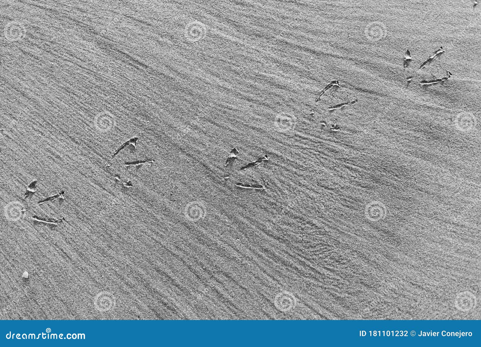 Bird Tracks Forming a Path in the Sand on the Beach Stock Photo - Image ...