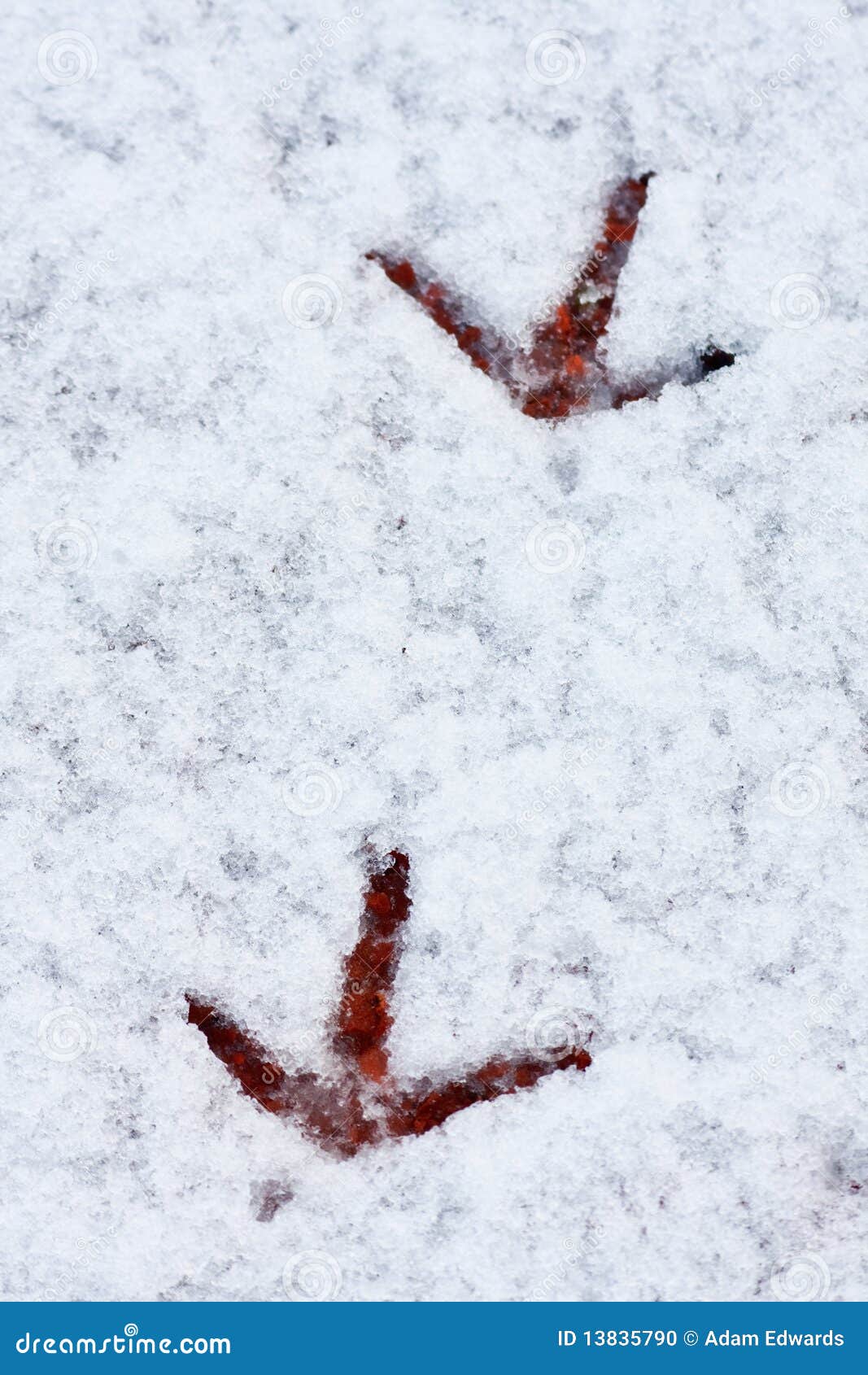 Bird Tracks through Fresh Snow Stock Photo - Image of seasonal, pattern ...