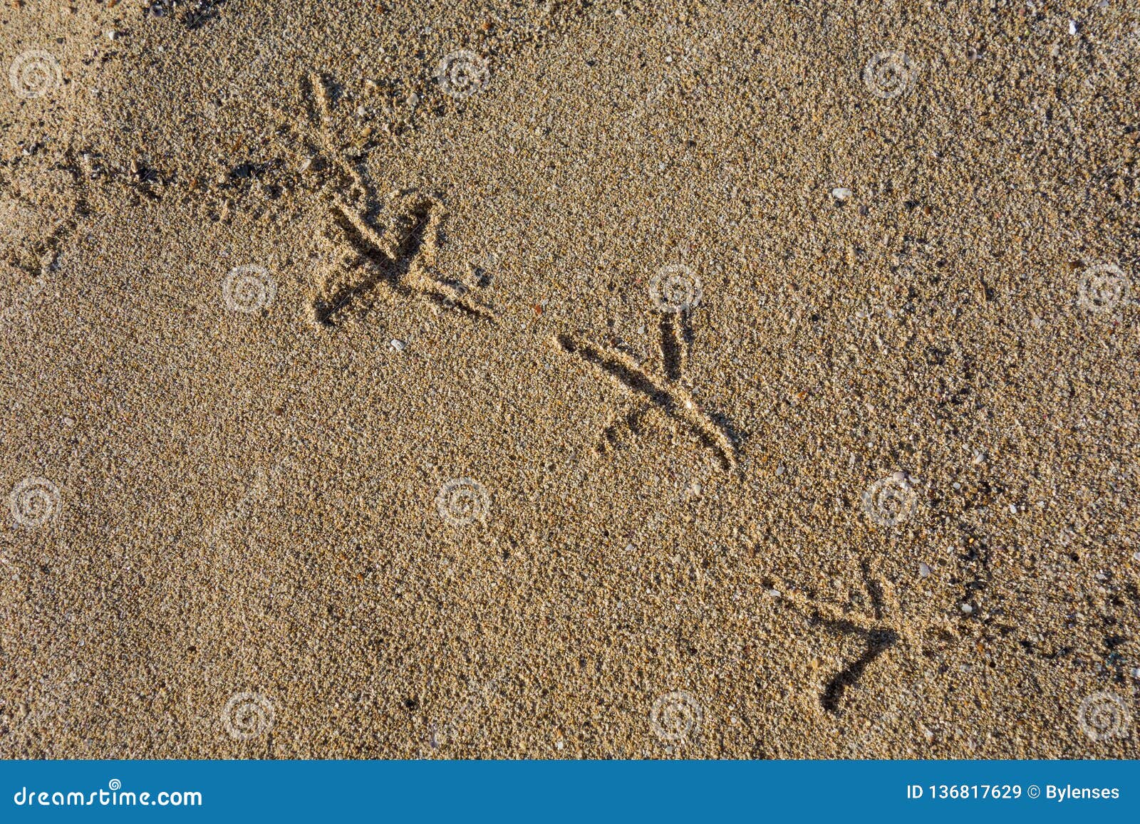 Bird Tracks in the Sand by the Sea. Stock Image - Image of tracks ...