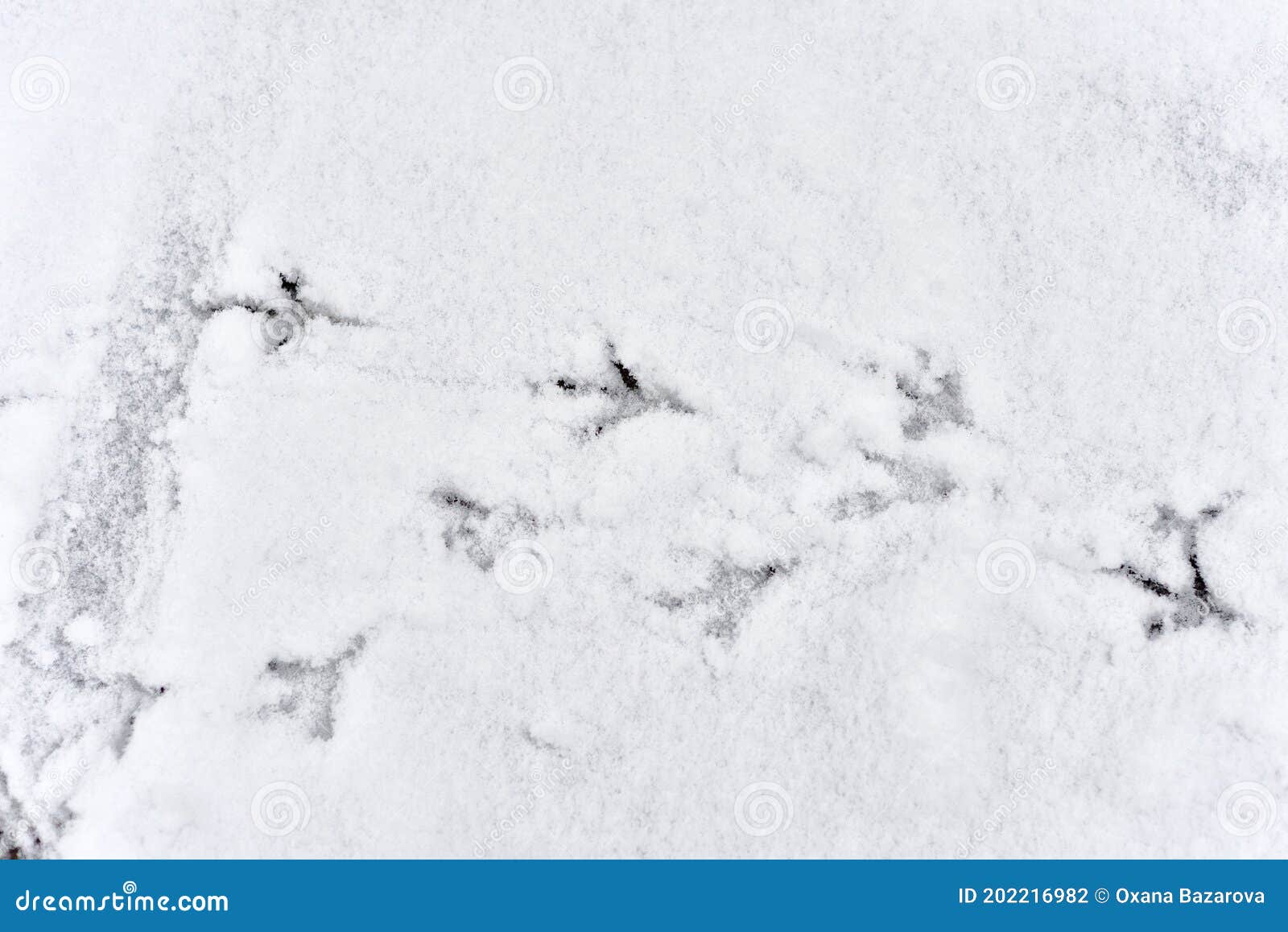 Bird tracks in the snow stock photo. Image of frost - 202216982